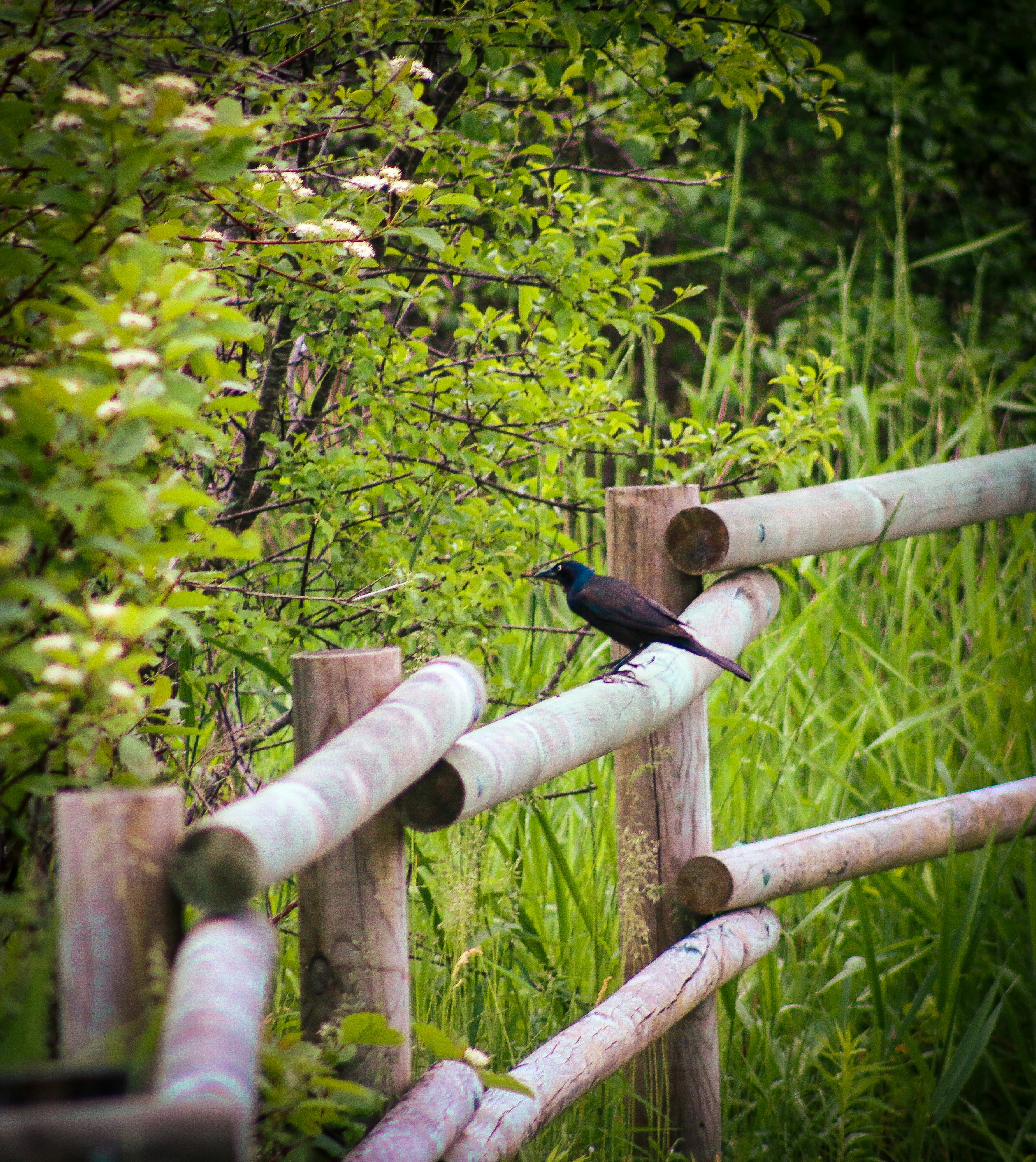 Harmony in Nature: A Feathered Sentinel
