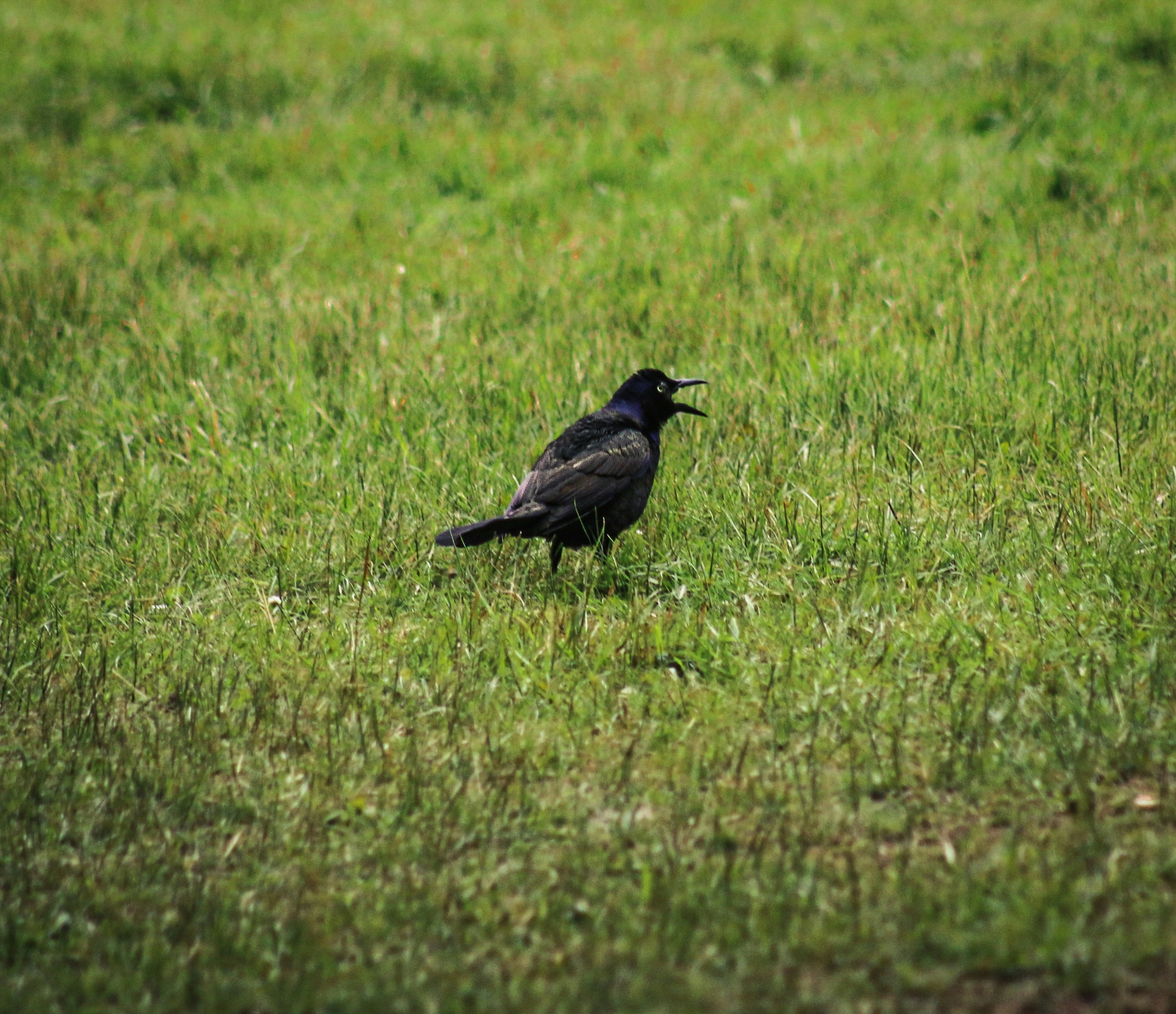 A black bird stands in a green field.