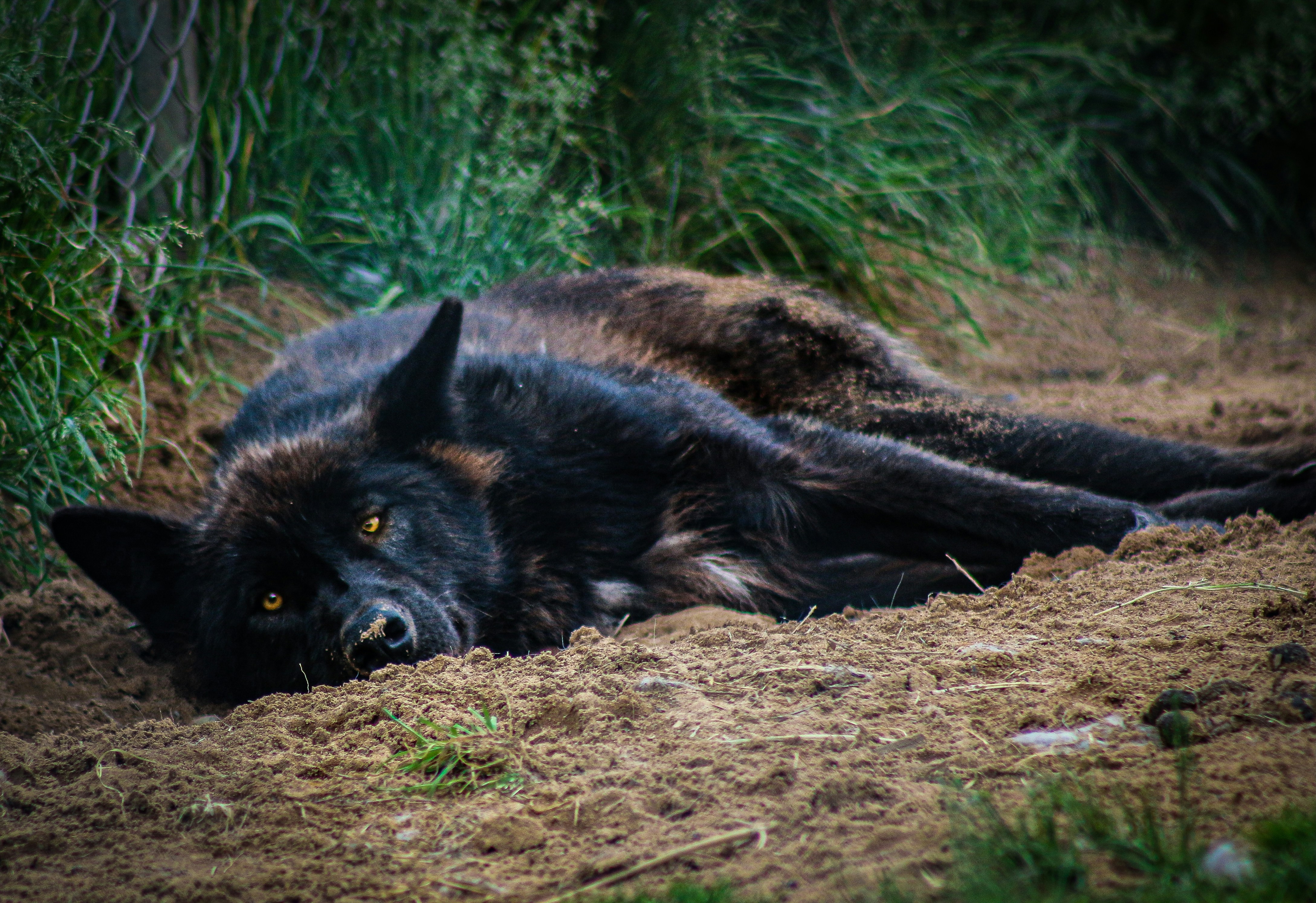 A black wolf resting on the ground, surrounded by green grass and earth, exuding a sense of calm vigilance.