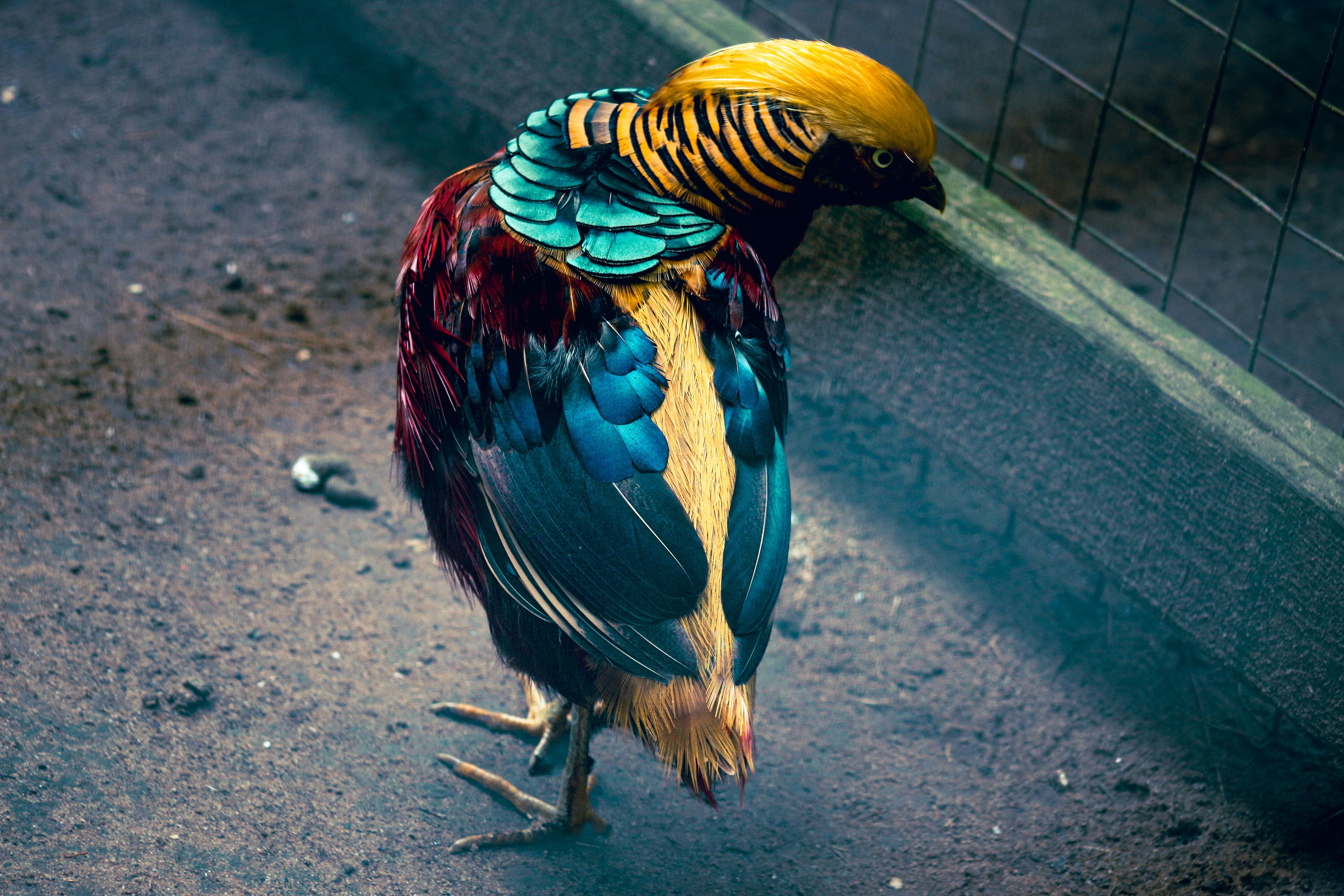 Golden Crest in Turquoise Light: Pheasant by the Fence