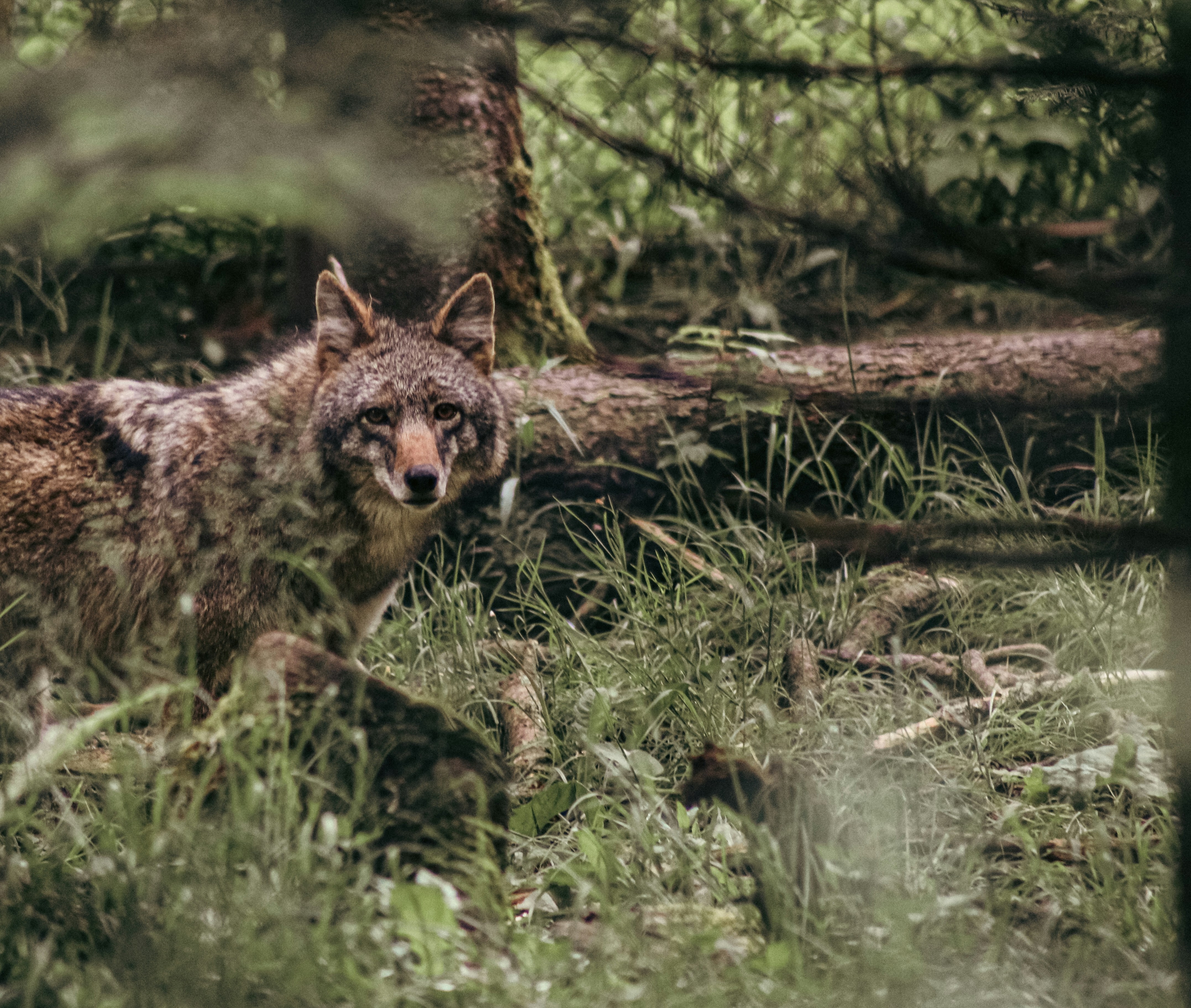 A coyote stands alert among the greenery, partially obscured by branches and foliage, showcasing its keen gaze and natural habitat.