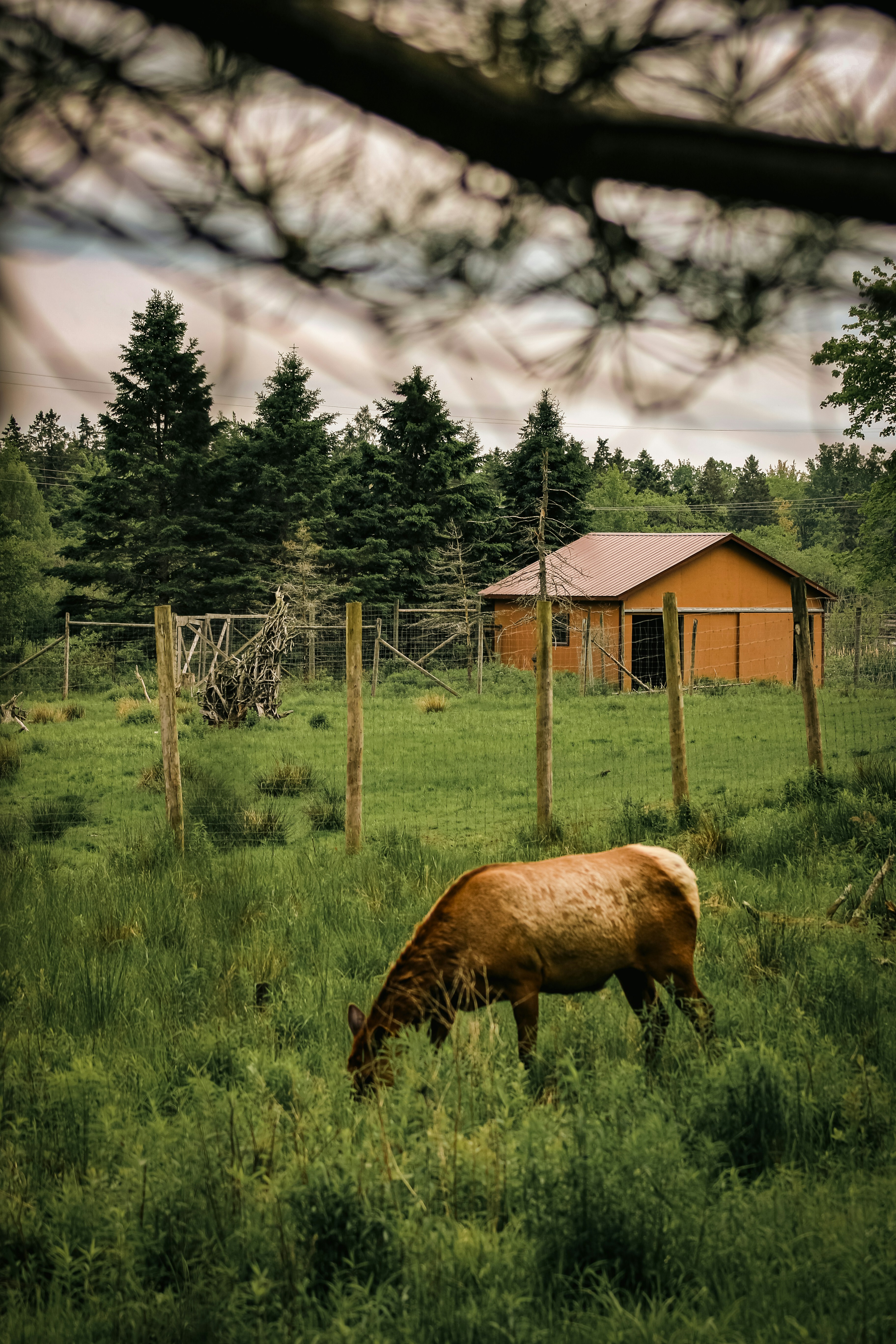 Grazing Through the Fence: A Lone Horse in a Rustic Meadow