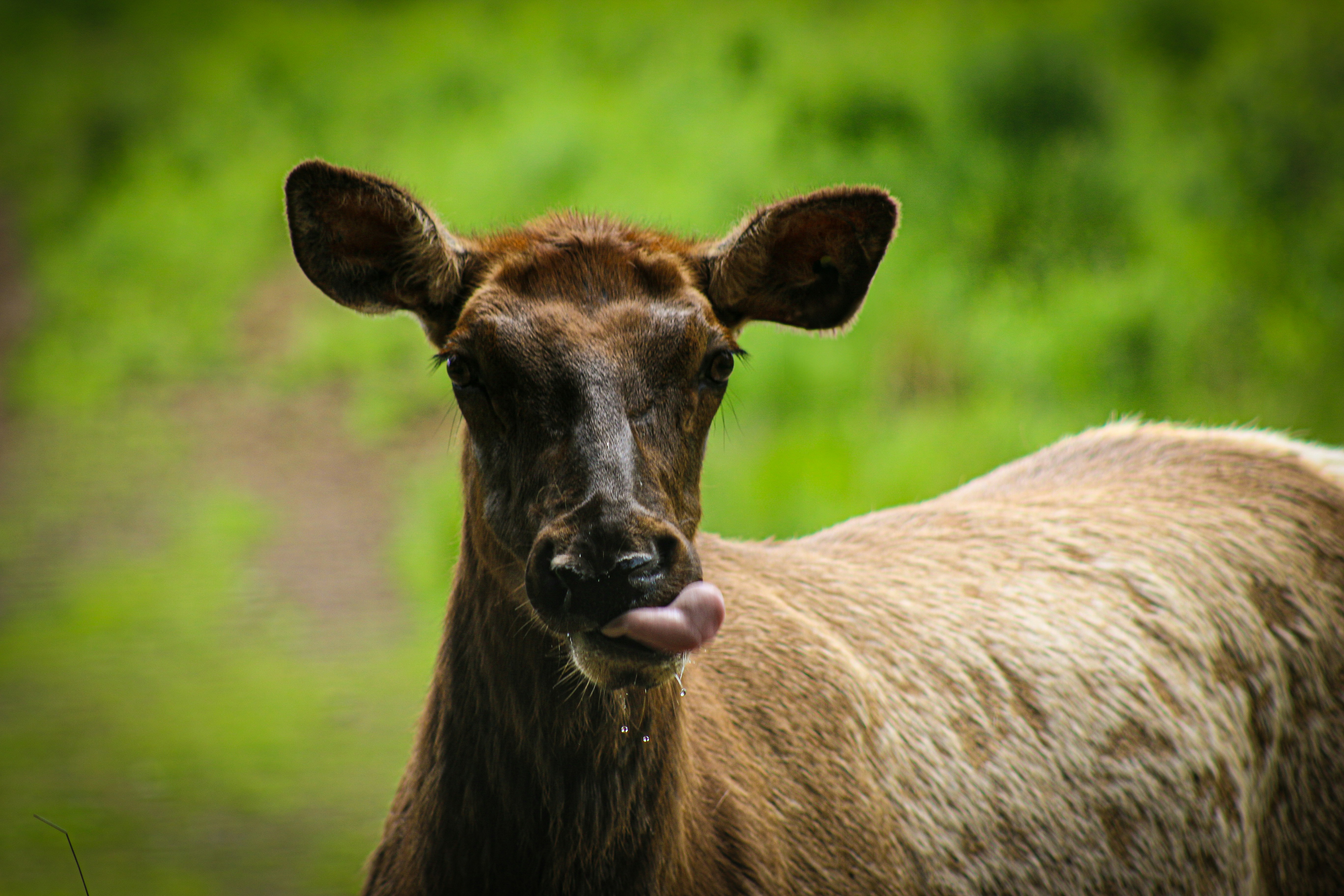 A Playful Encounter with Nature's Gentle Giant
