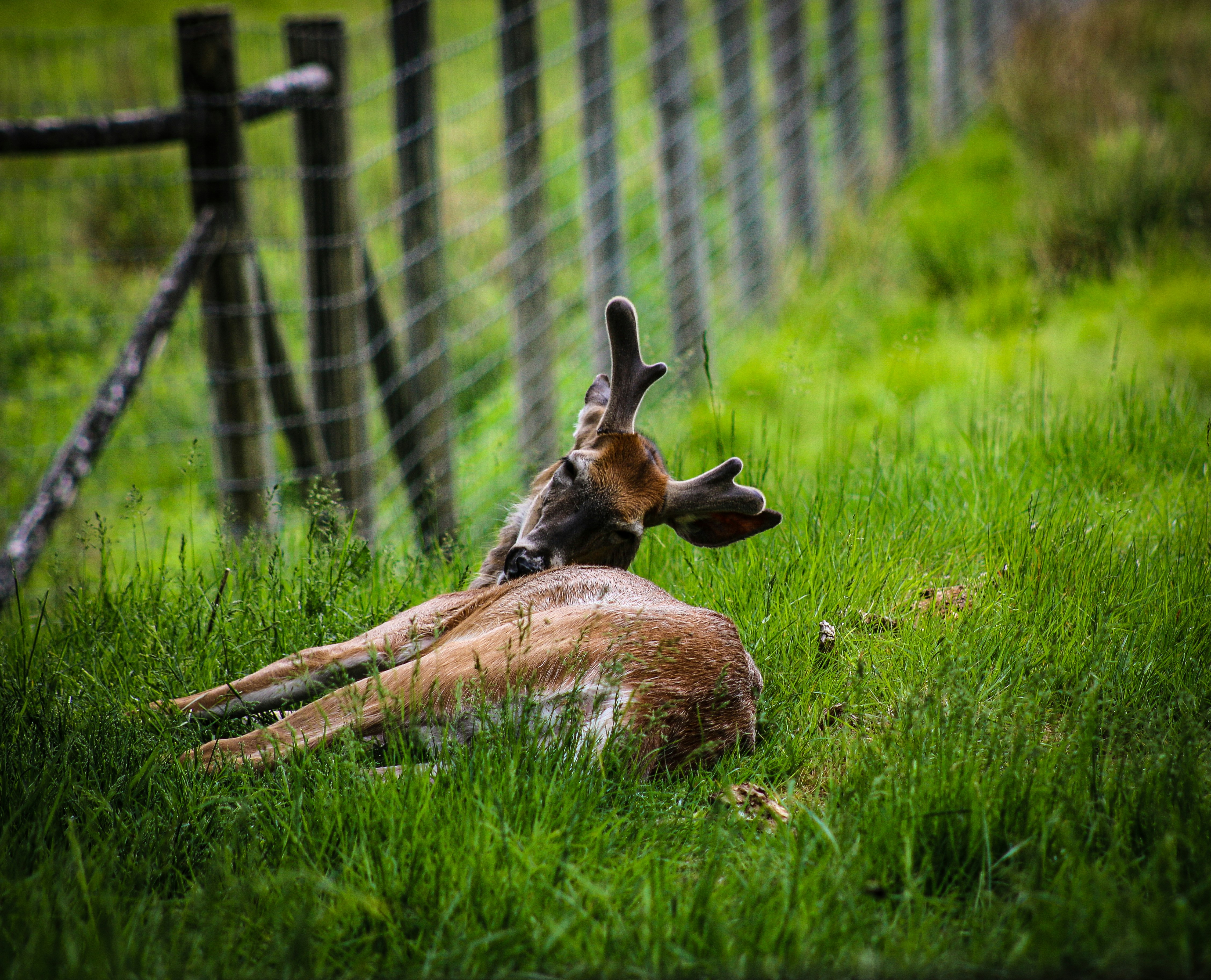 Resting in the Green: A Deer's Retreat