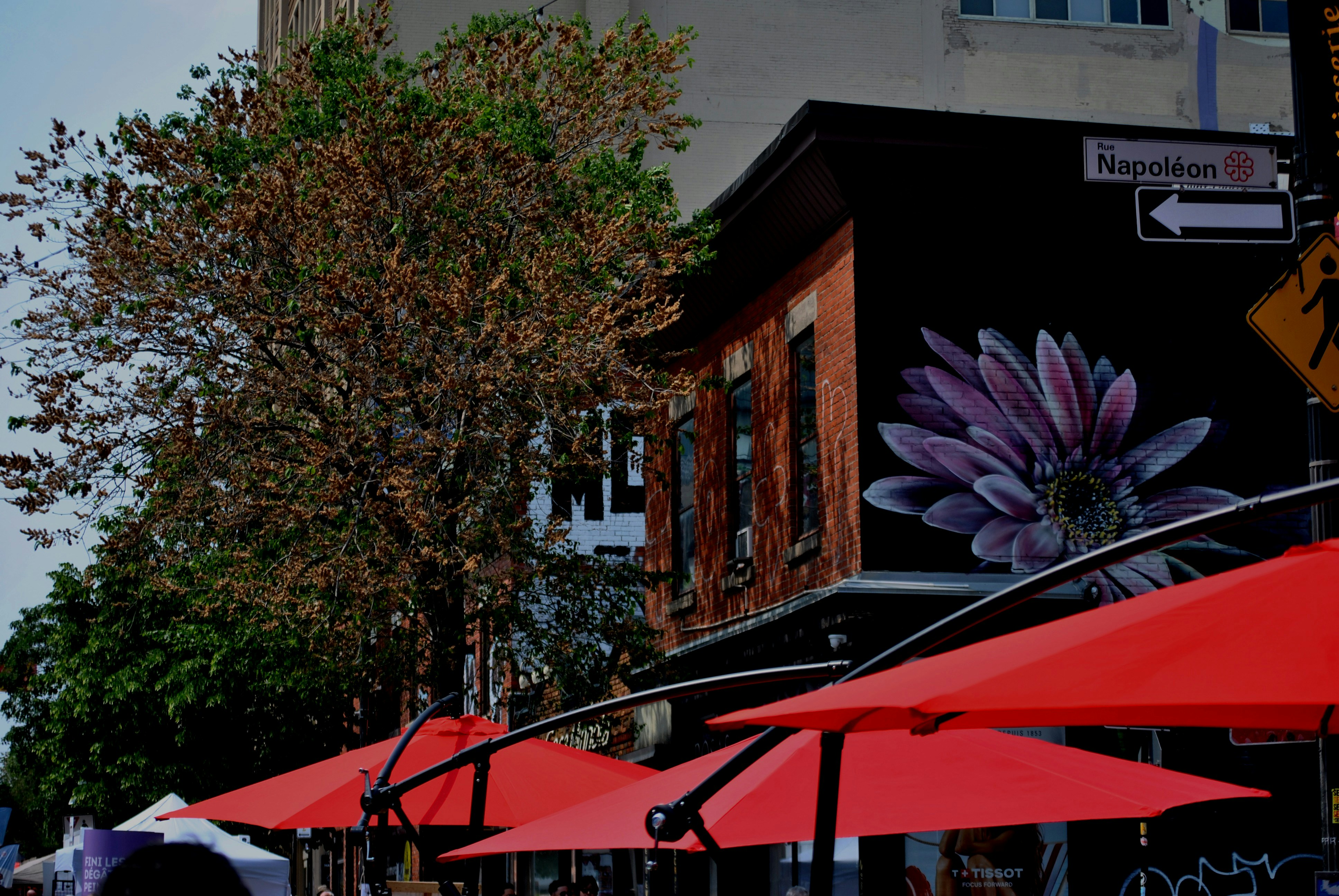 Mauve Bloom Over Brick: A Street Café Framed by Red Canopies
