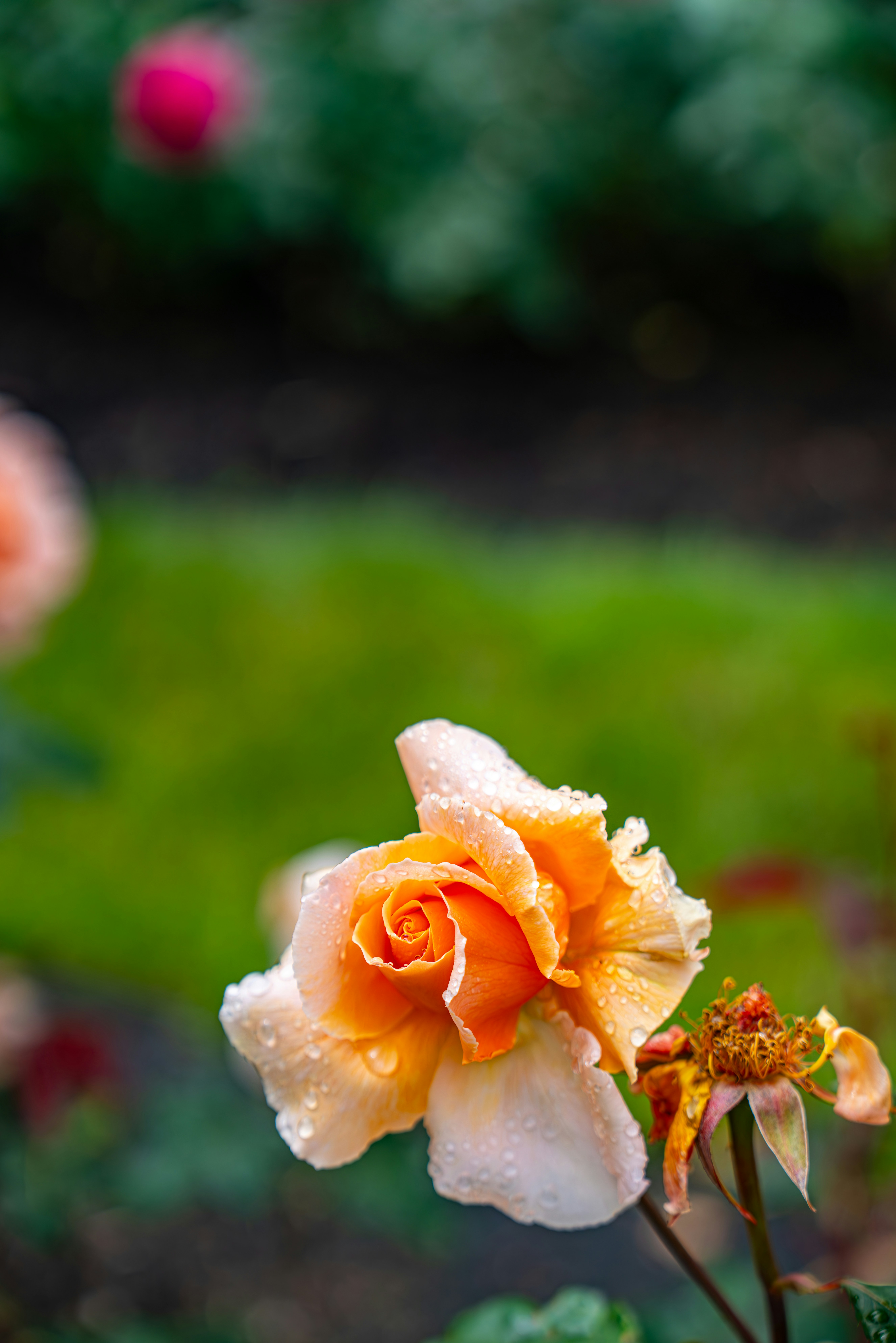 Peach-colored rose adorned with droplets glistening in a lush garden setting.