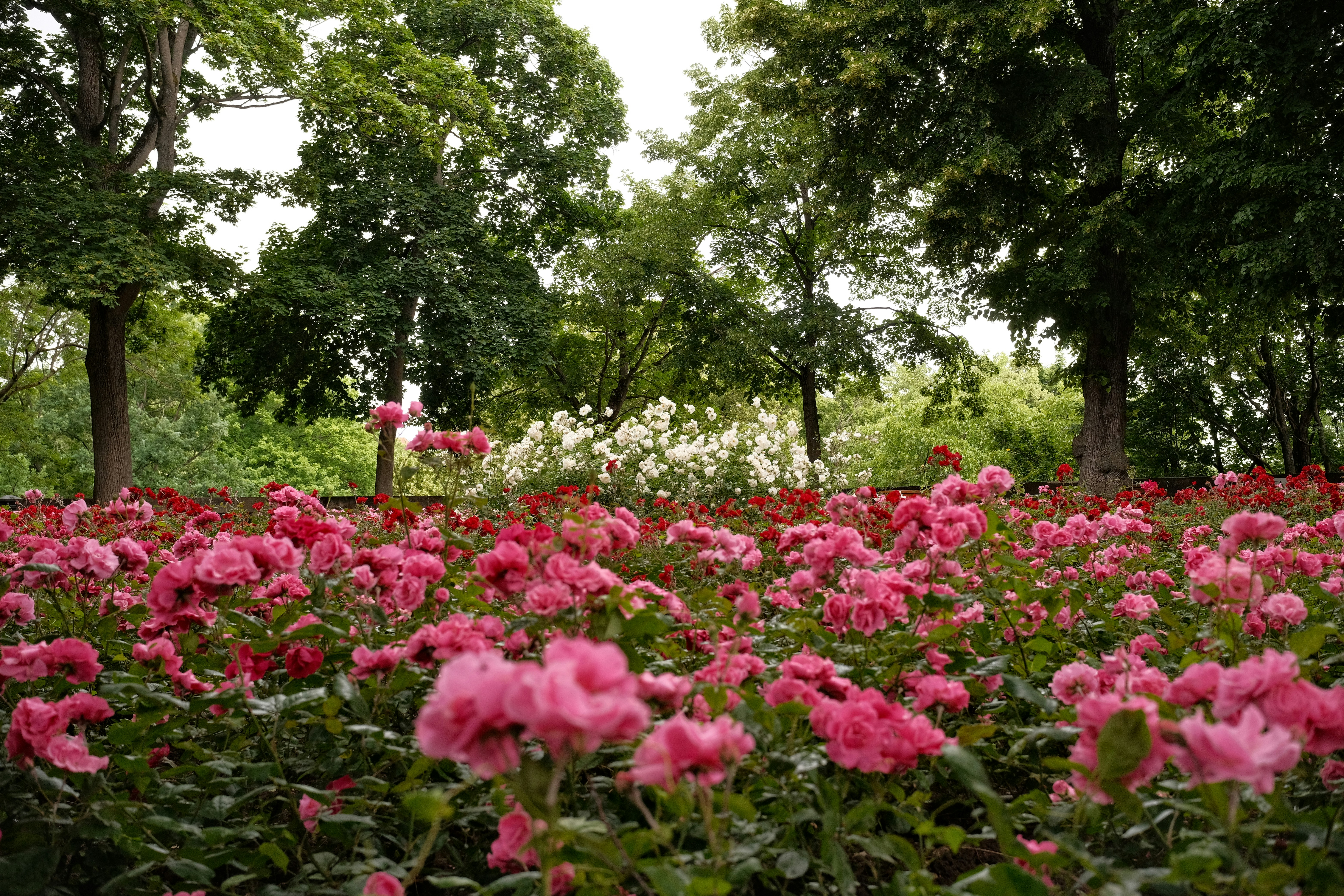A field of pink roses flourishes under the trees. photo – Free Flowers ...