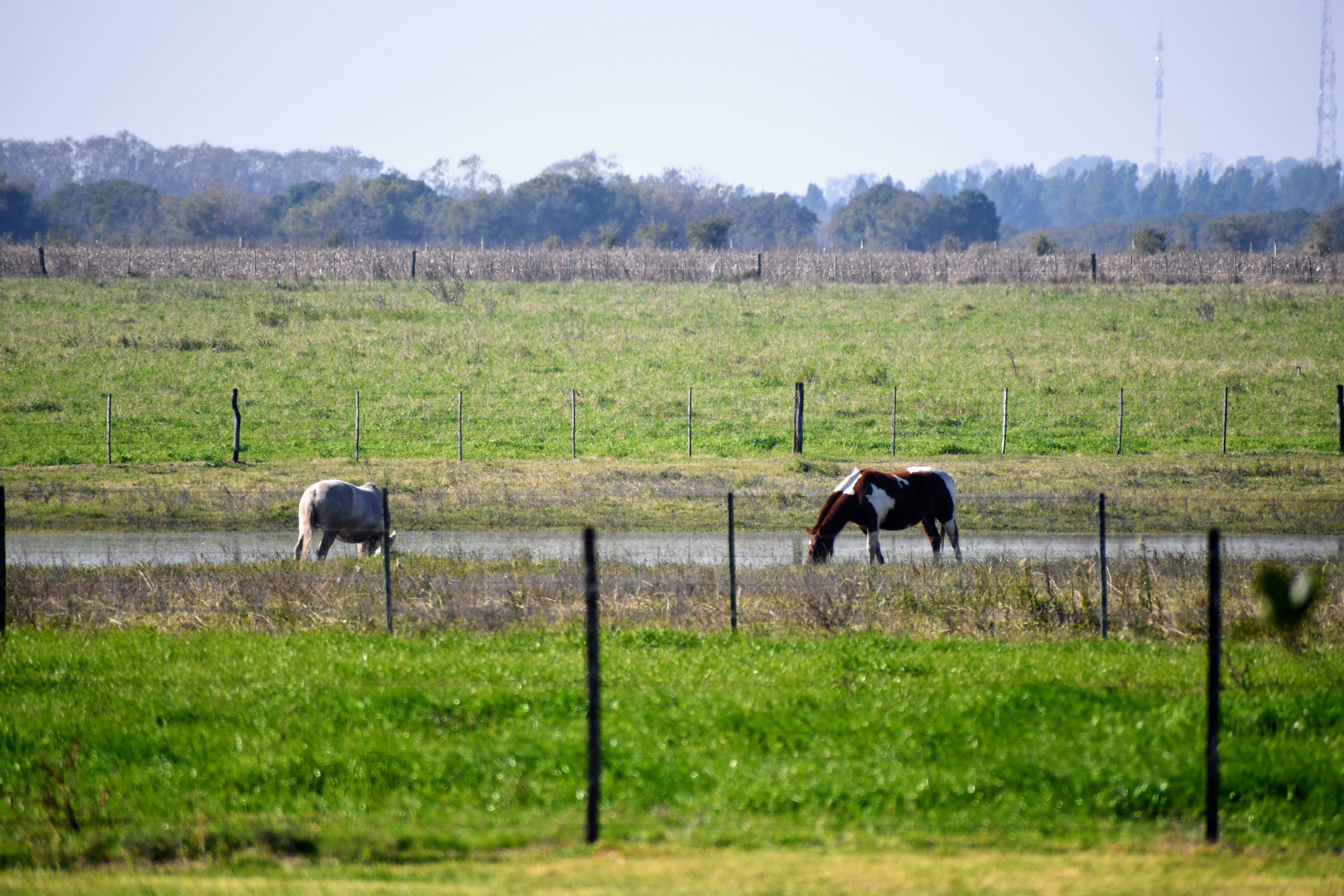 Horses at the Waterline: Sunlit Pasture with Distant Fence