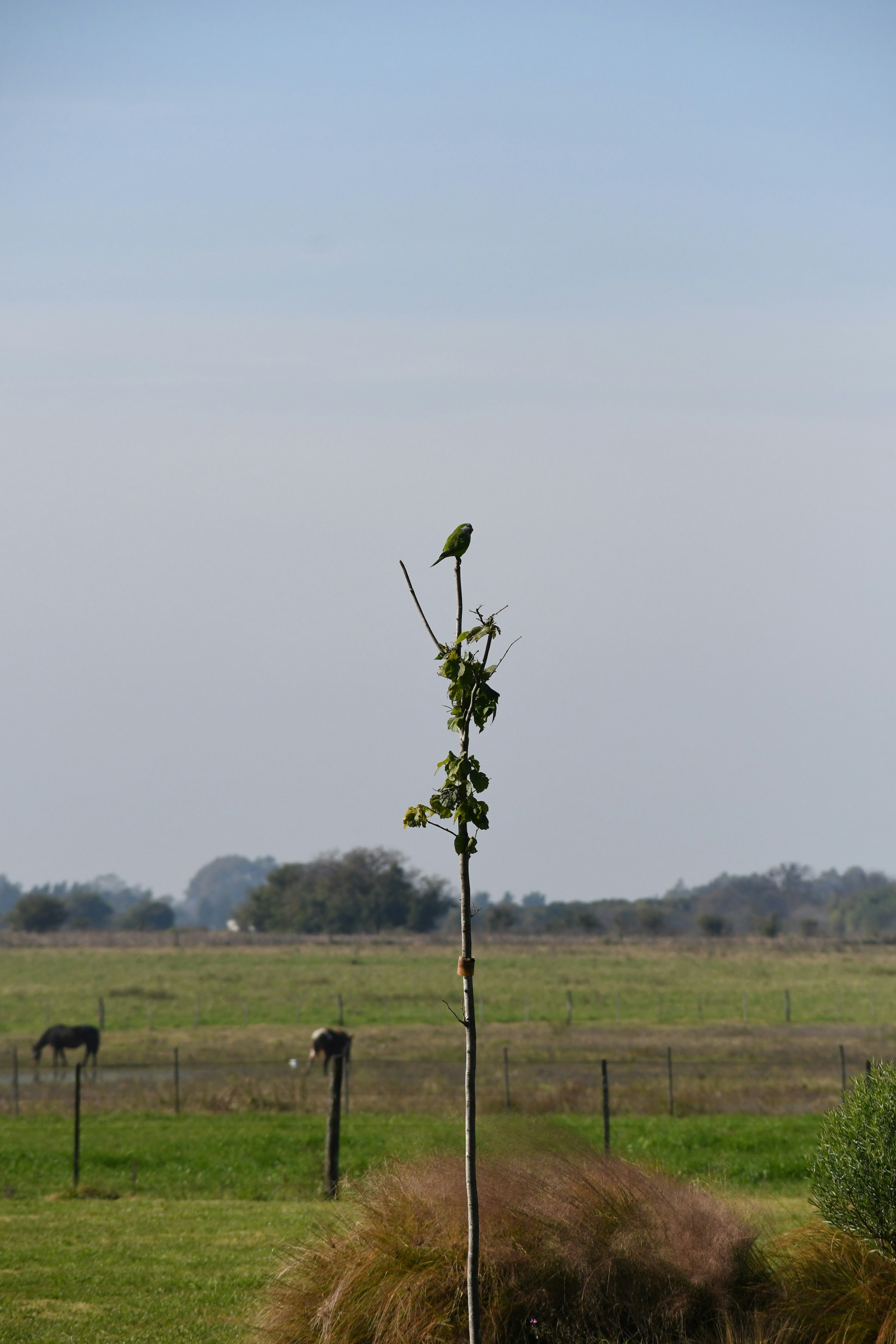 Green Sentinel on a Lone Post in a Quiet Prairie