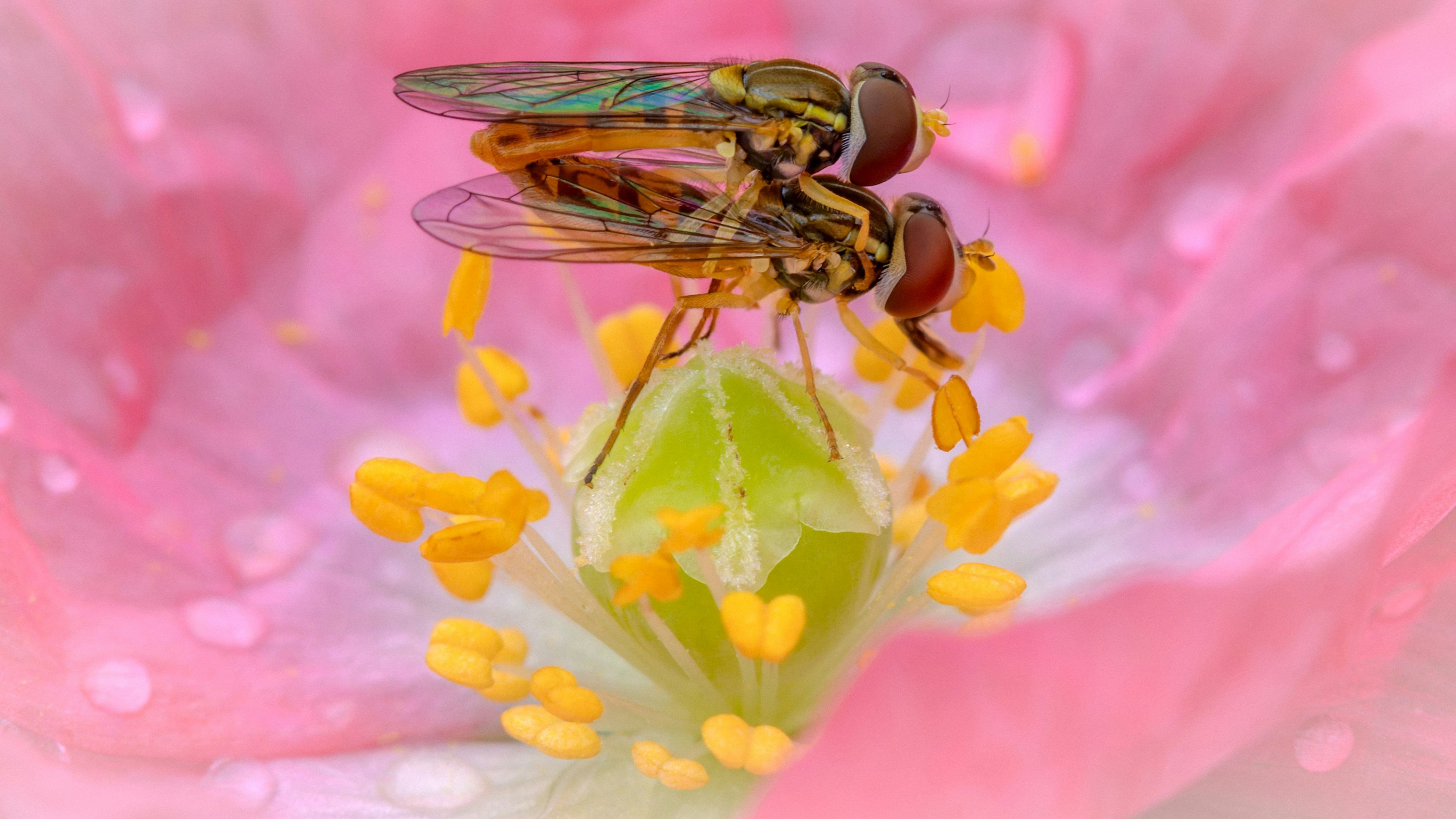Two flies are mating inside a flower. photo – Free Flower Image on Unsplash