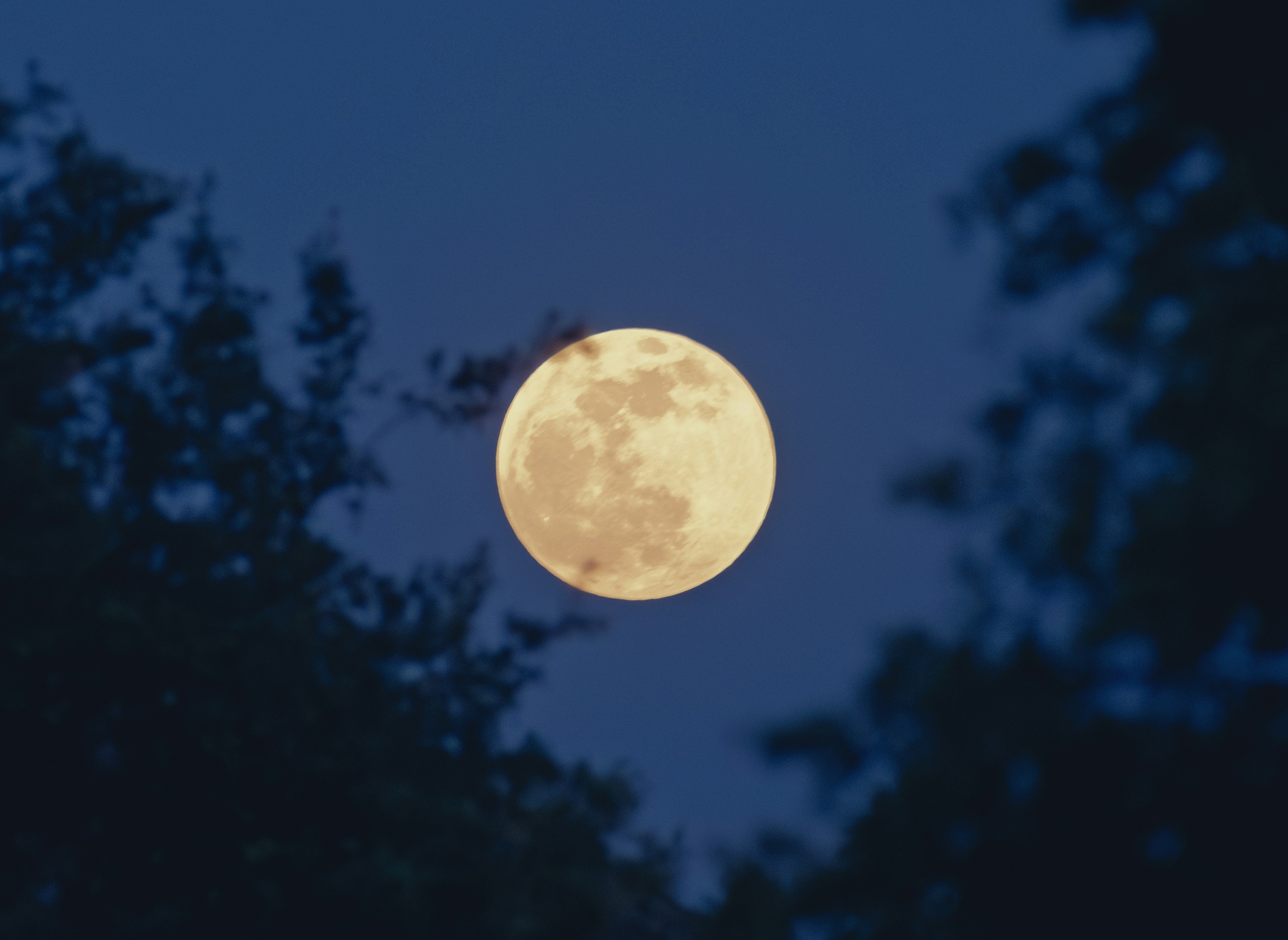 Lunar Serenity Amidst the Canopy