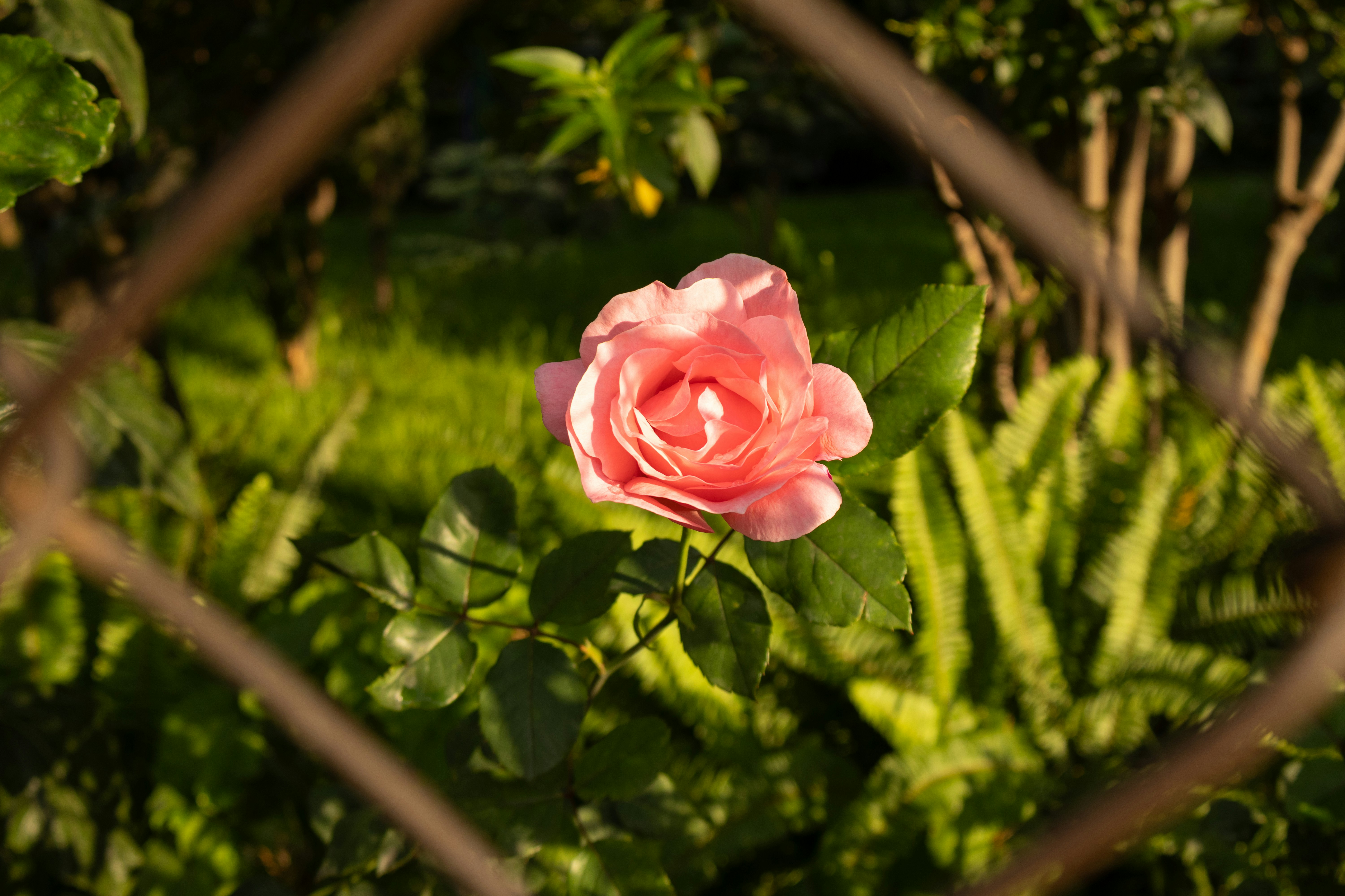 Rose surrounded by bars | A pink rose blooms through the lattice.