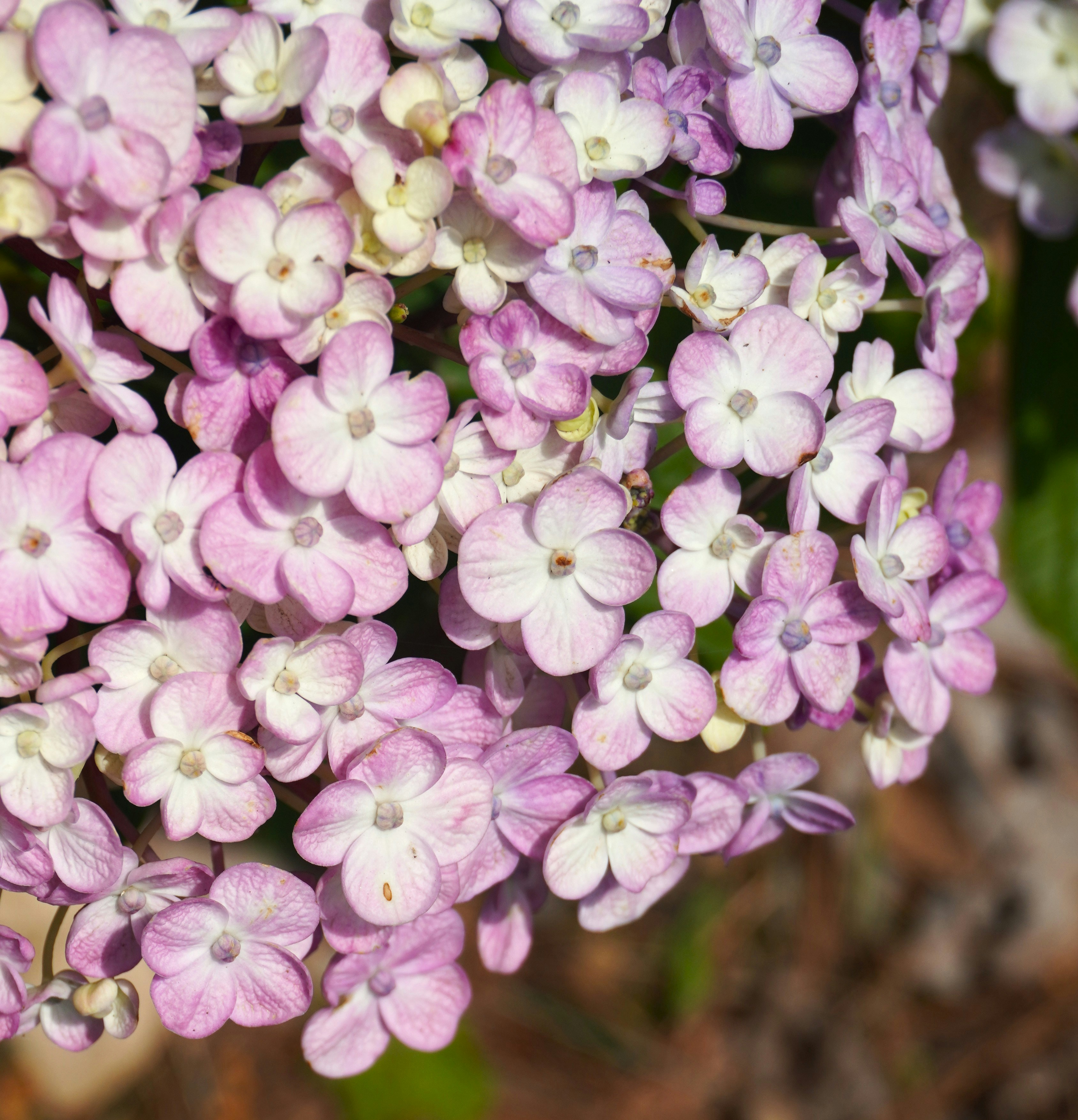 A close-up of beautiful pink hydrangea flowers.