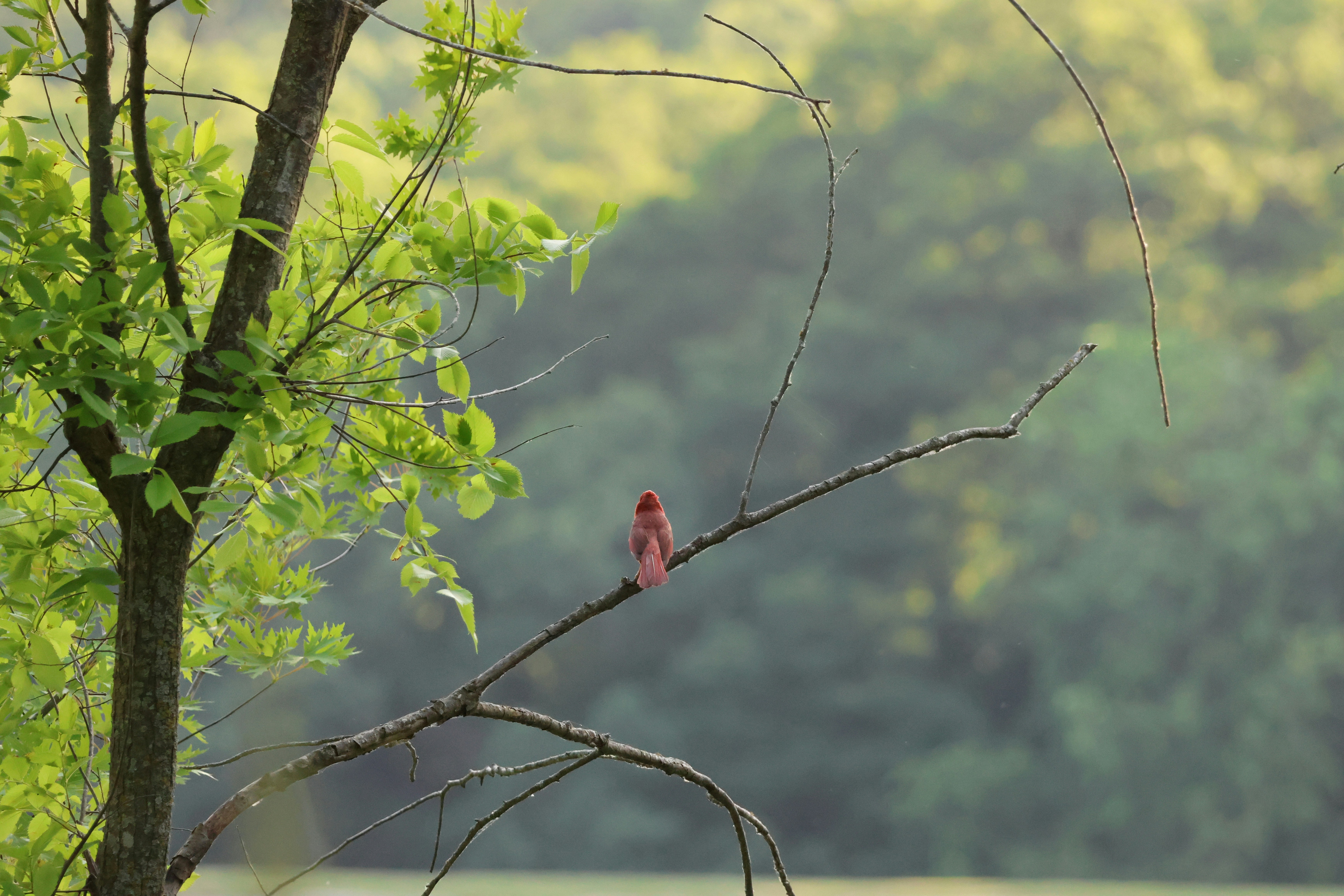 A cardinal perches on a tree branch.