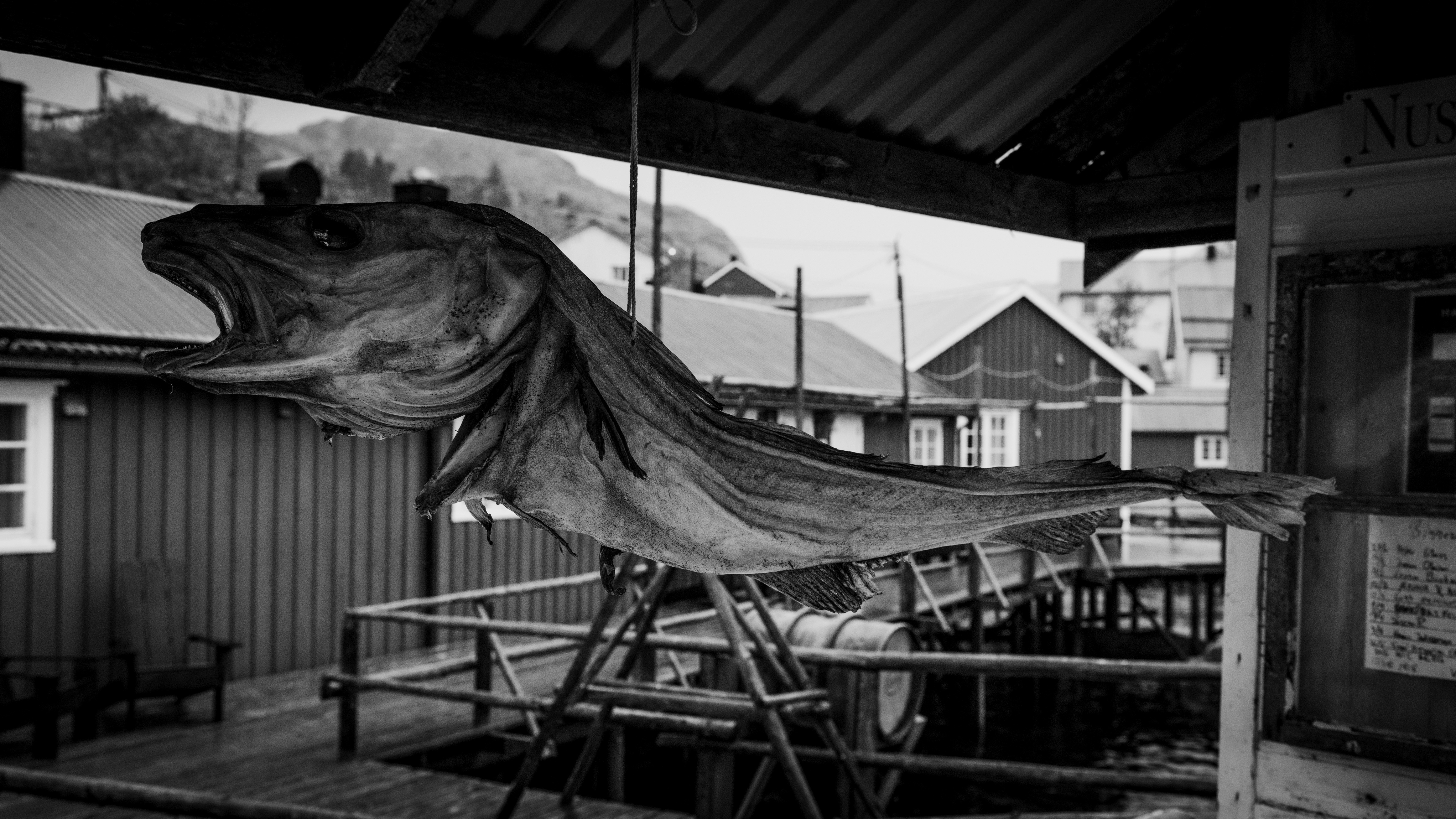 The Guarded Gator at Dockside