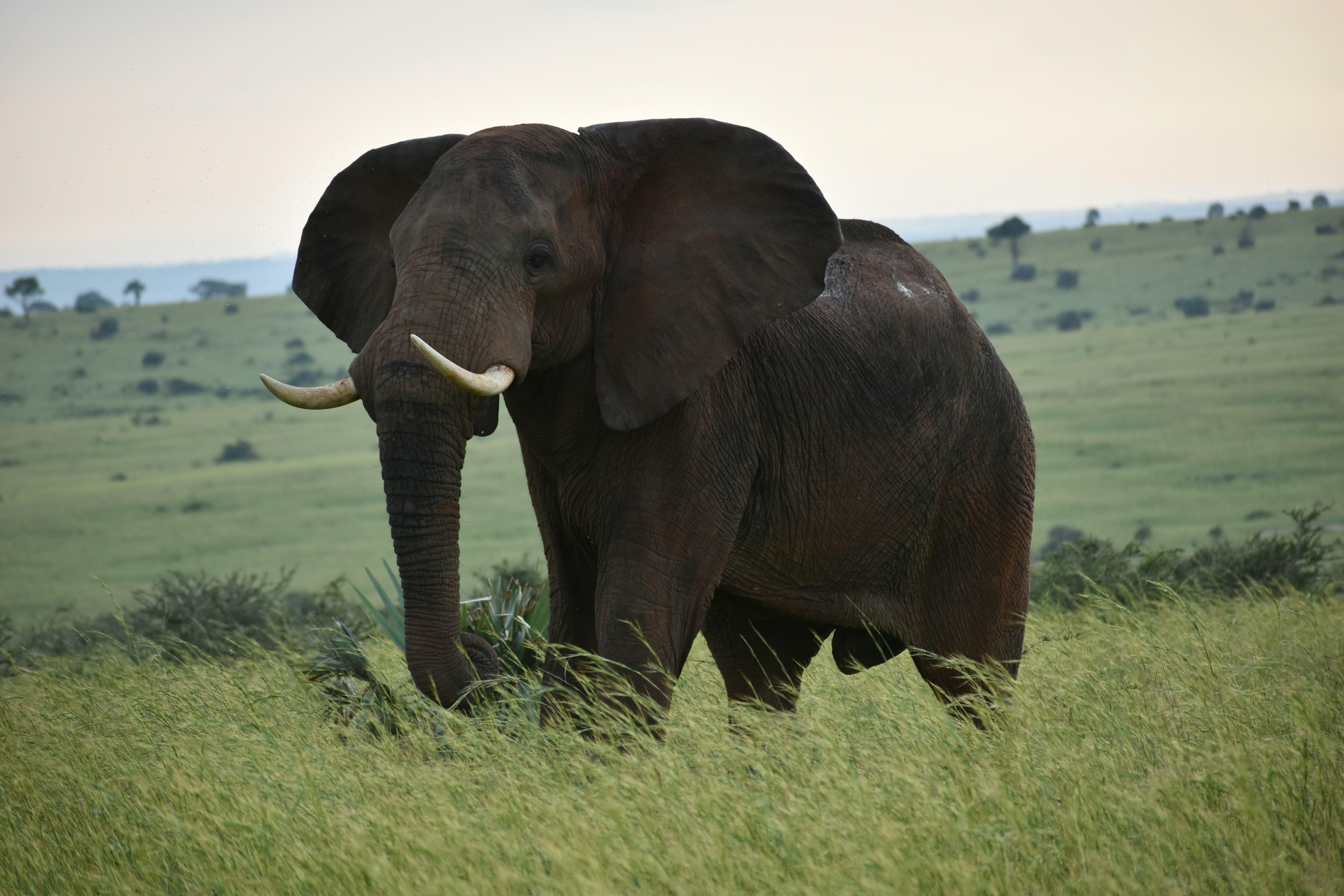 A lone elephant stands gracefully amidst tall grass in a serene landscape, embodying the spirit of the wild. The setting sun casts a soft glow over the scene.