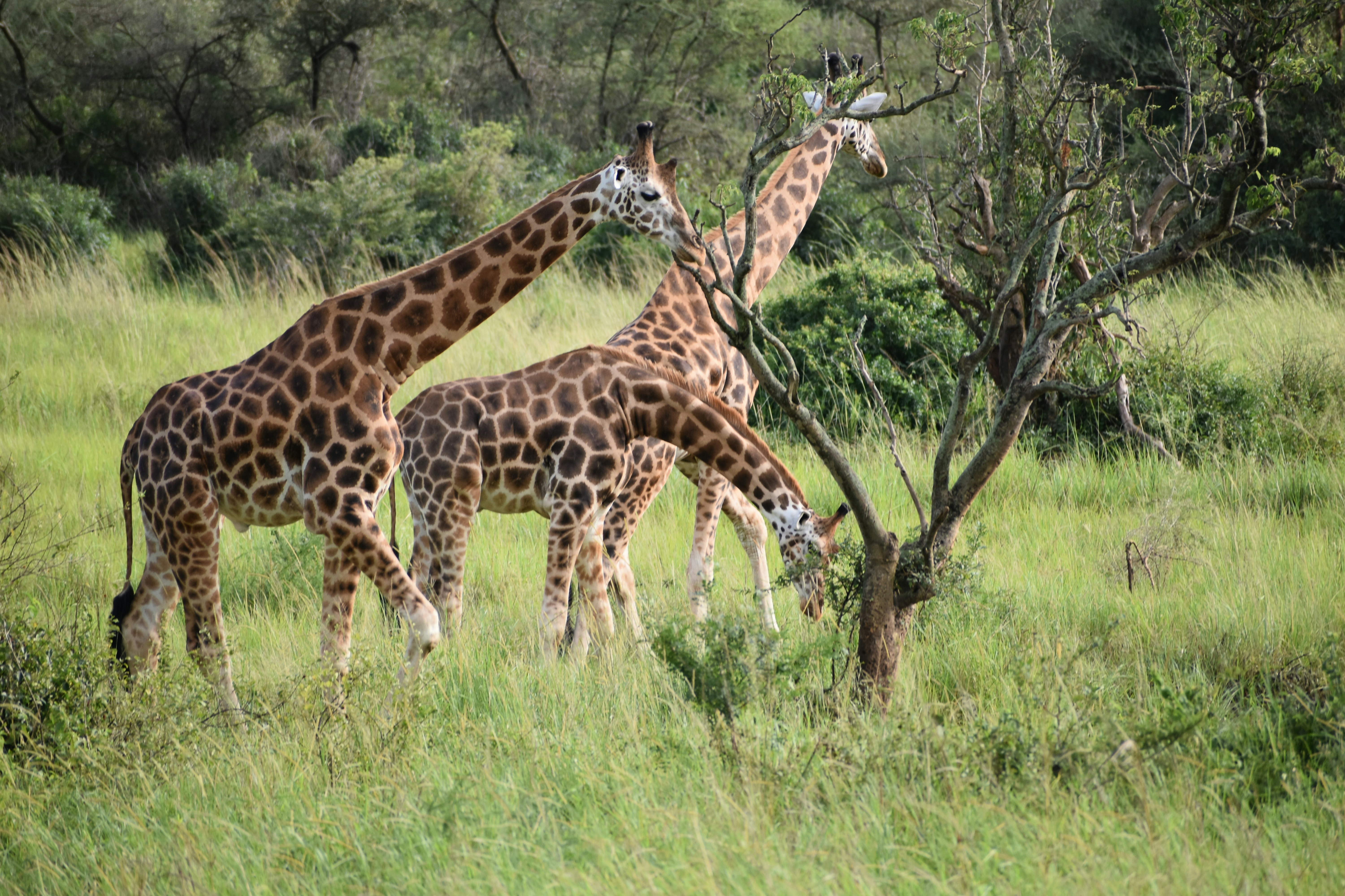 Three giraffes foraging peacefully in a lush green landscape, showcasing their graceful necks and unique patterns.