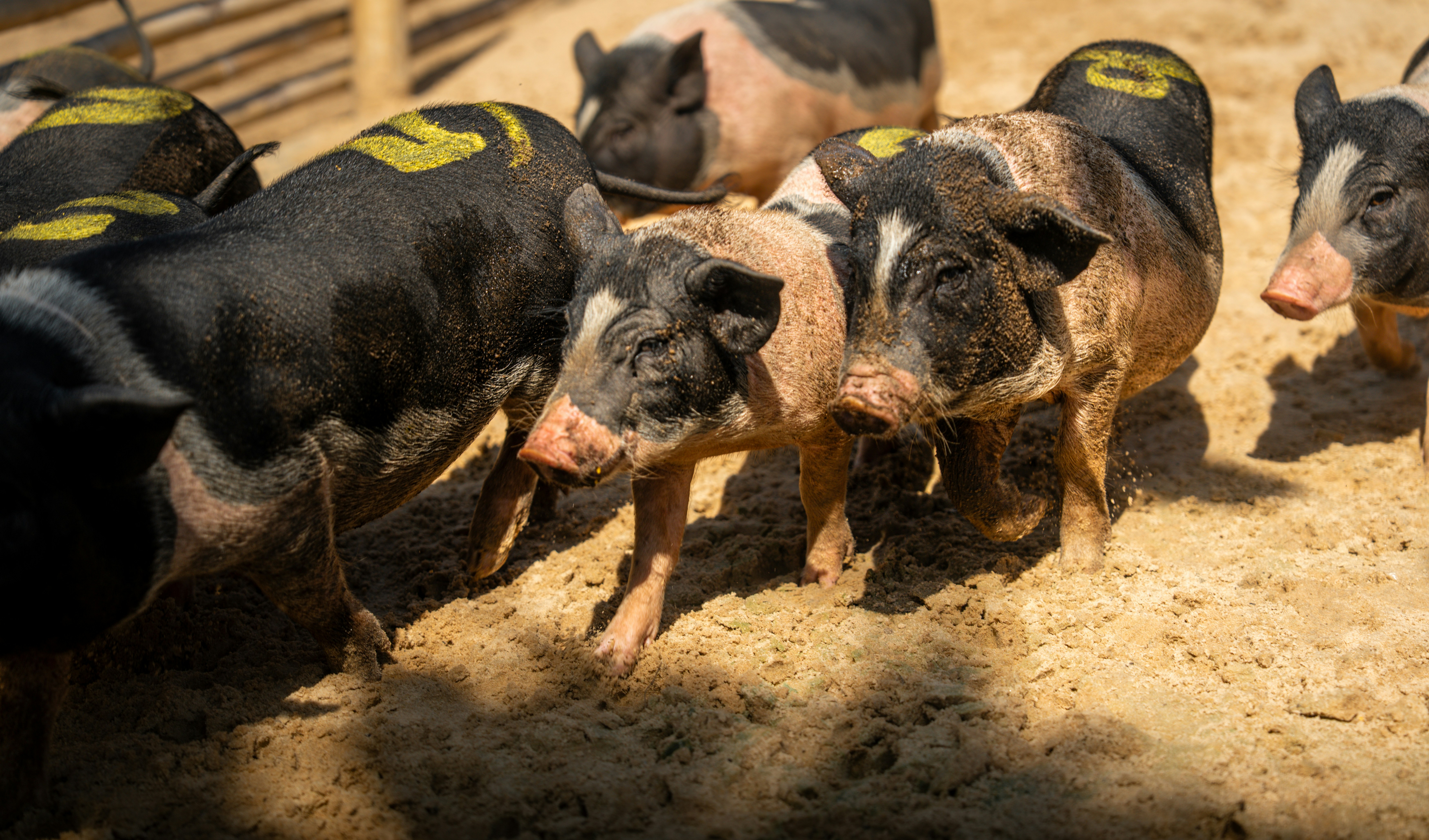 A group of pigs stand together in a pen. photo – Free Sunset Image on ...