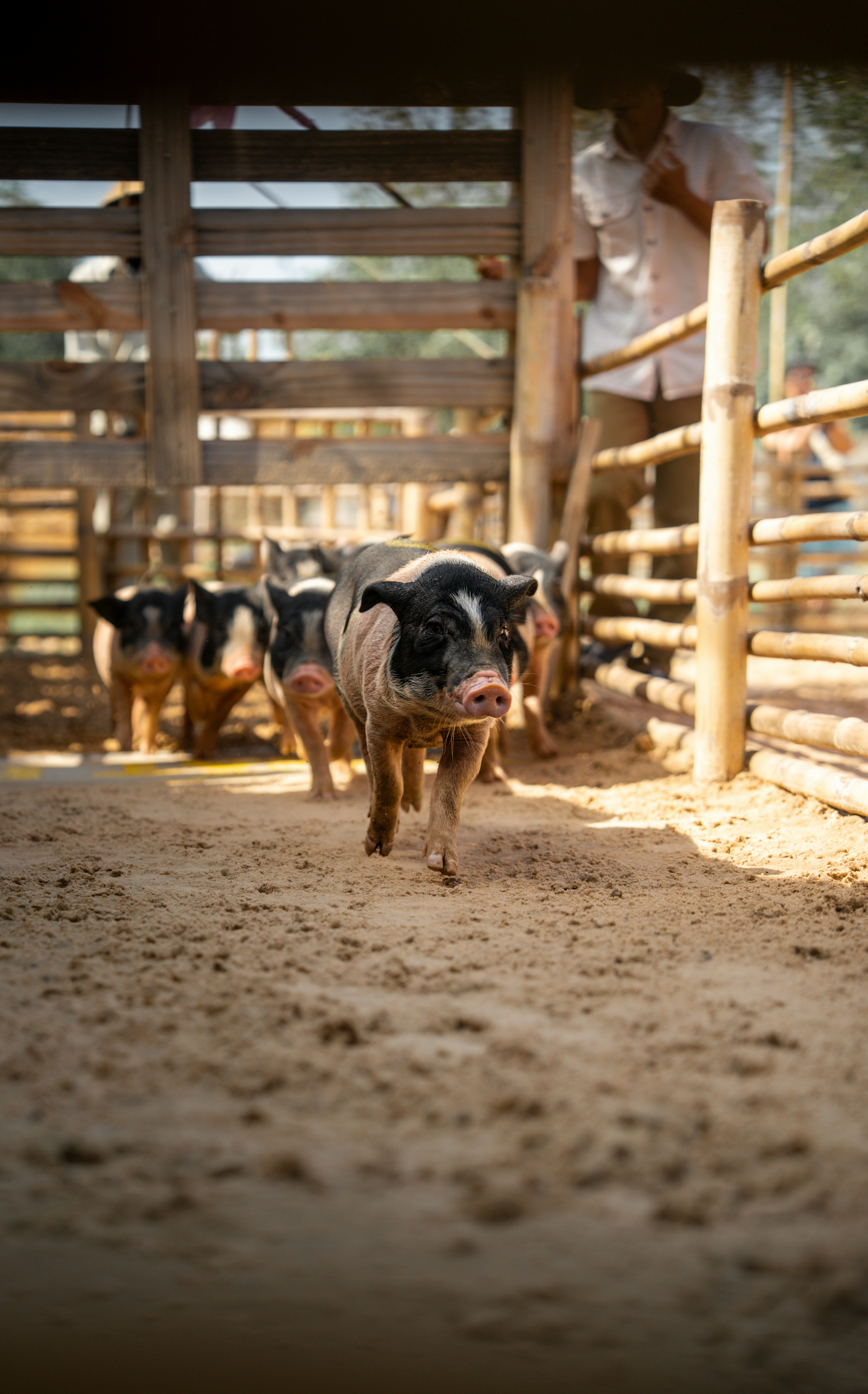 The March of the Miniature Swine