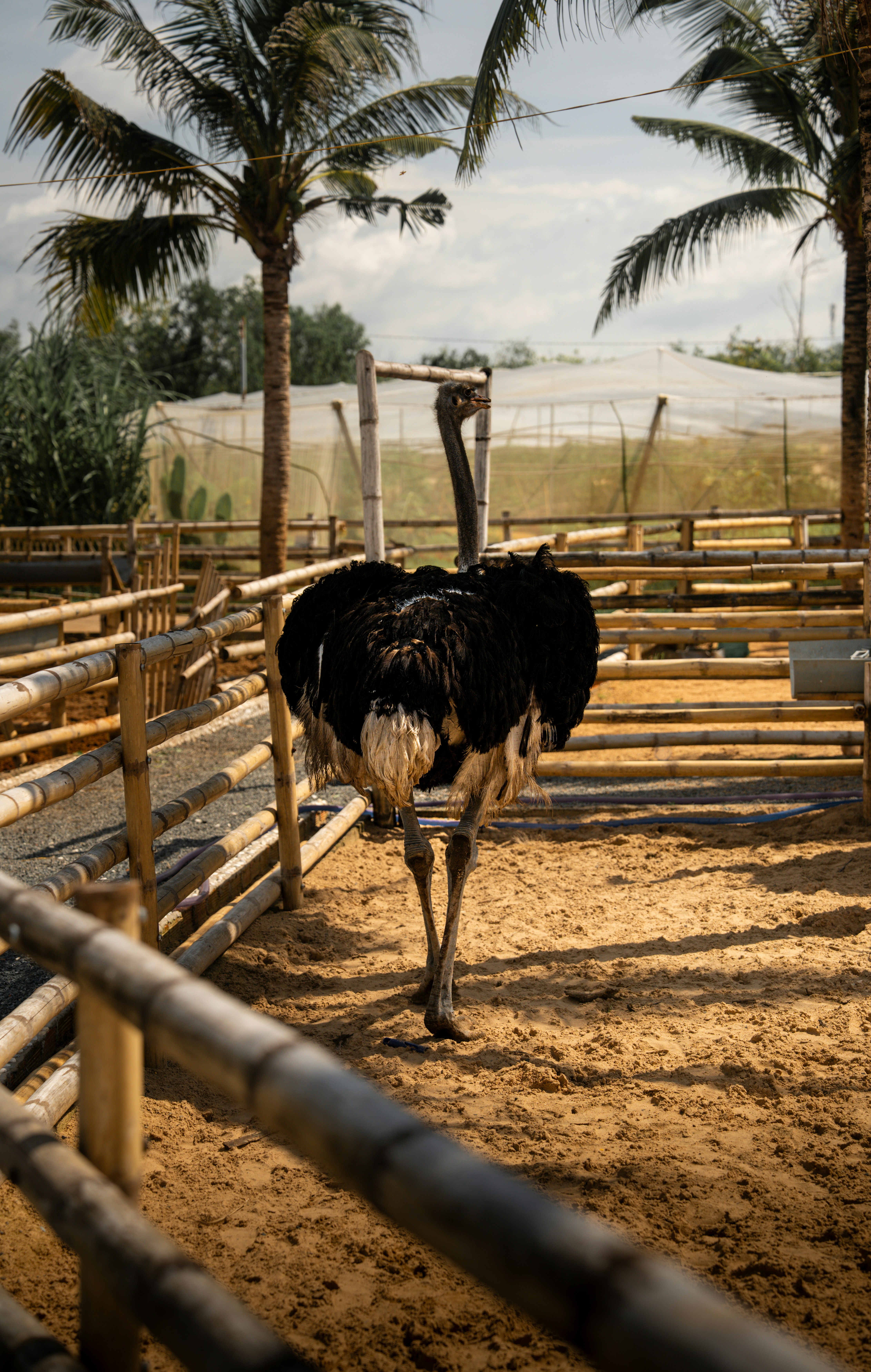 The Majestic Stride of the Ostrich