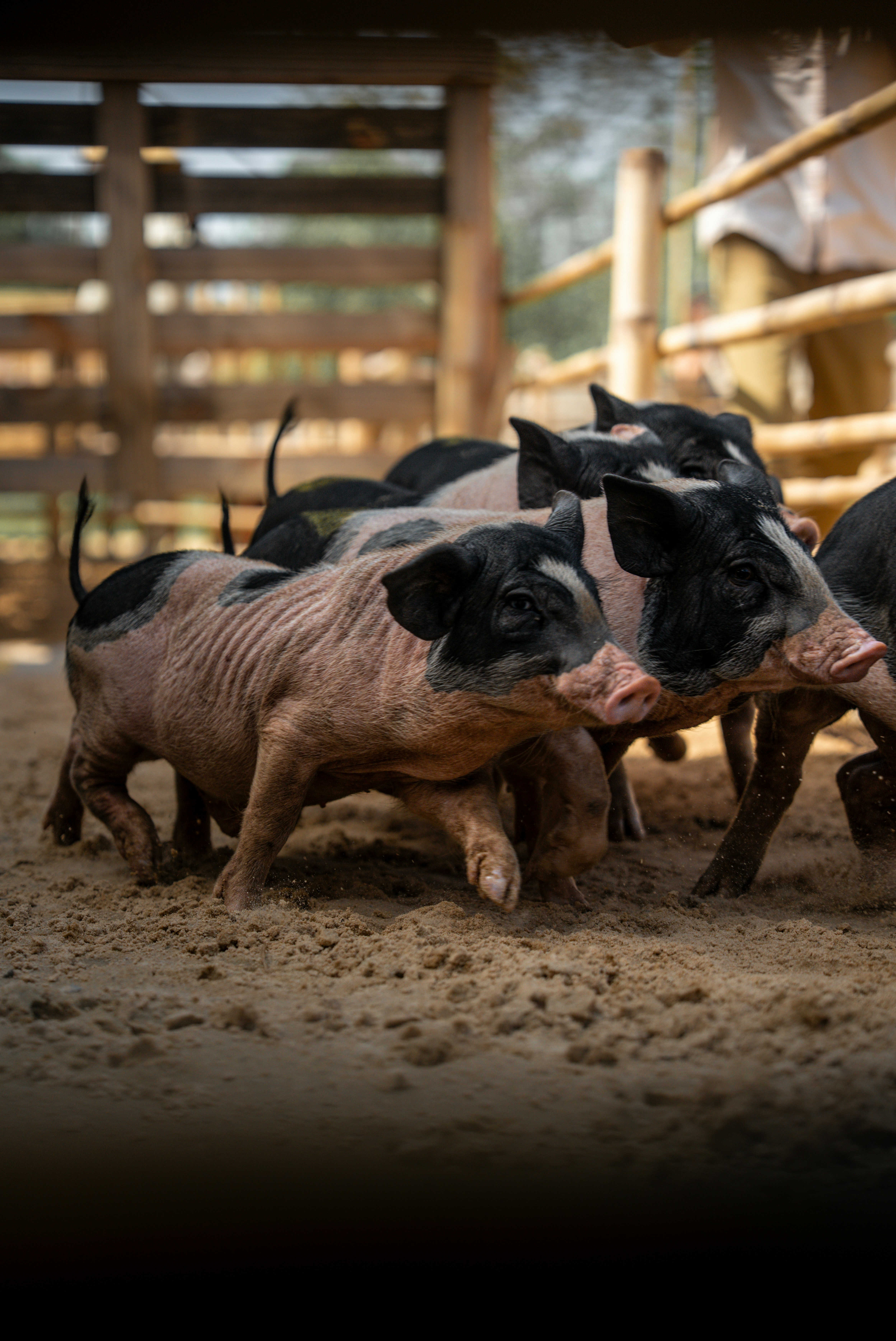 Piglets in dust: a rowdy charge through the pen