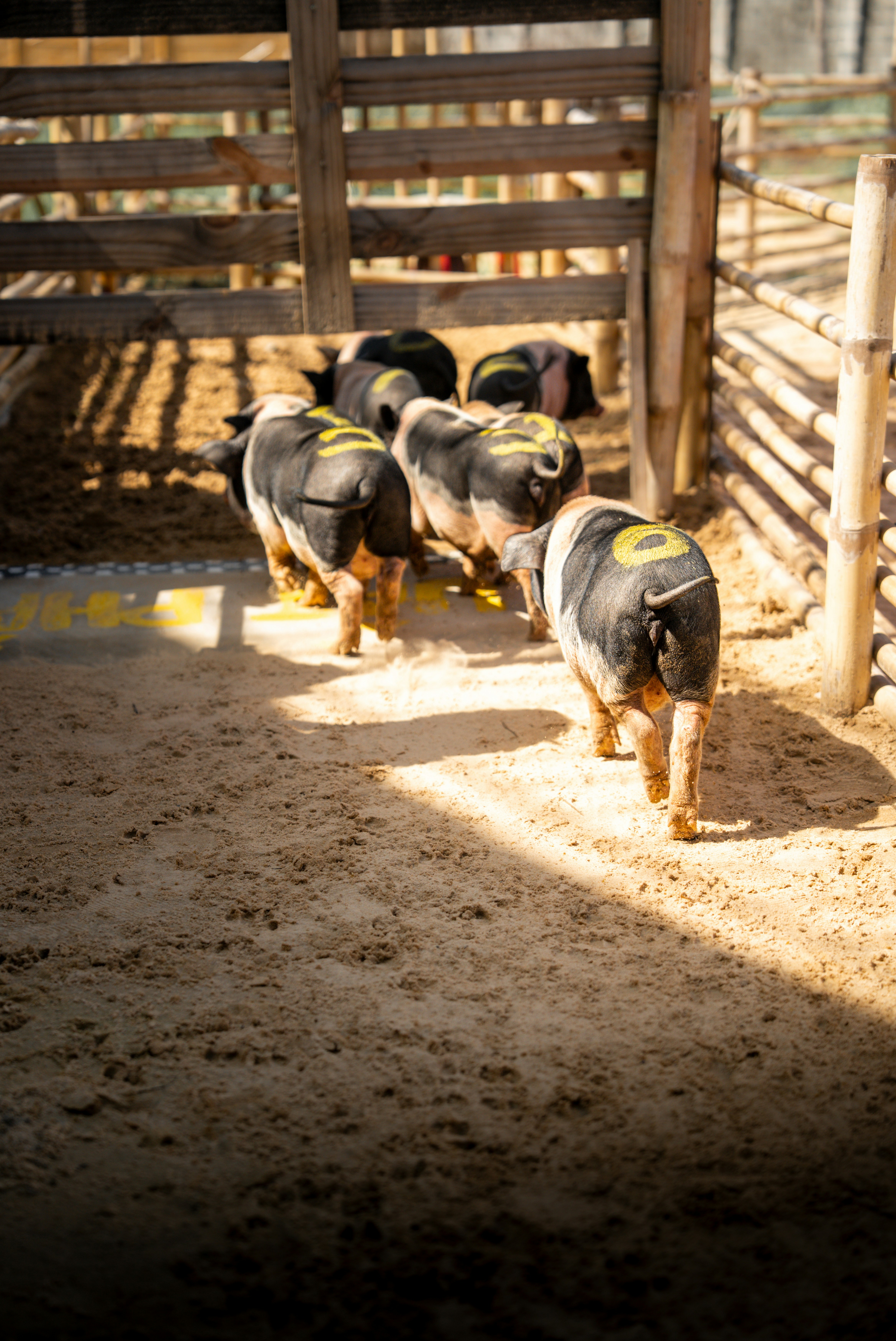A Herd on the Move: Swine in Transition