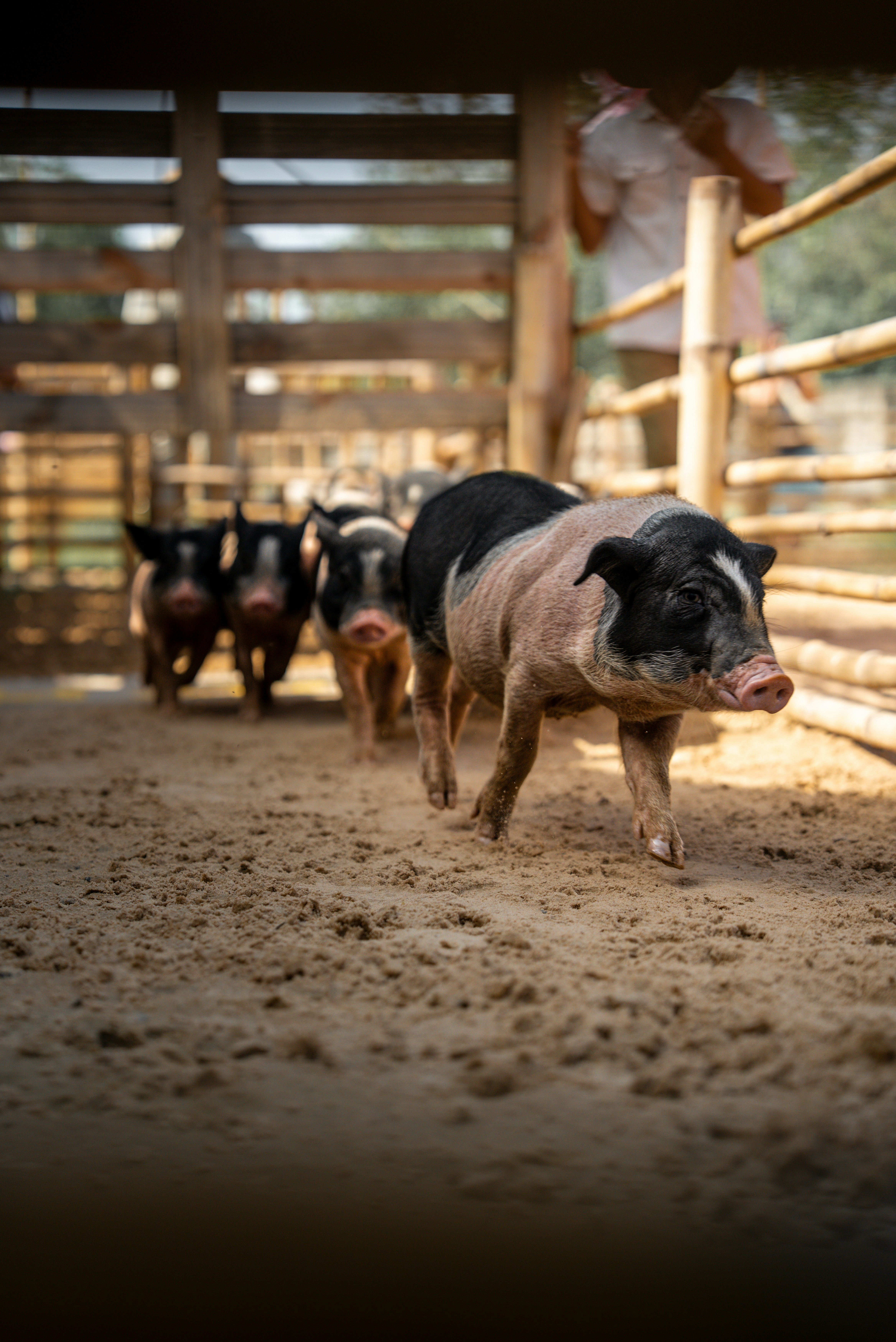 Lead Hog on a Dusty Parade
