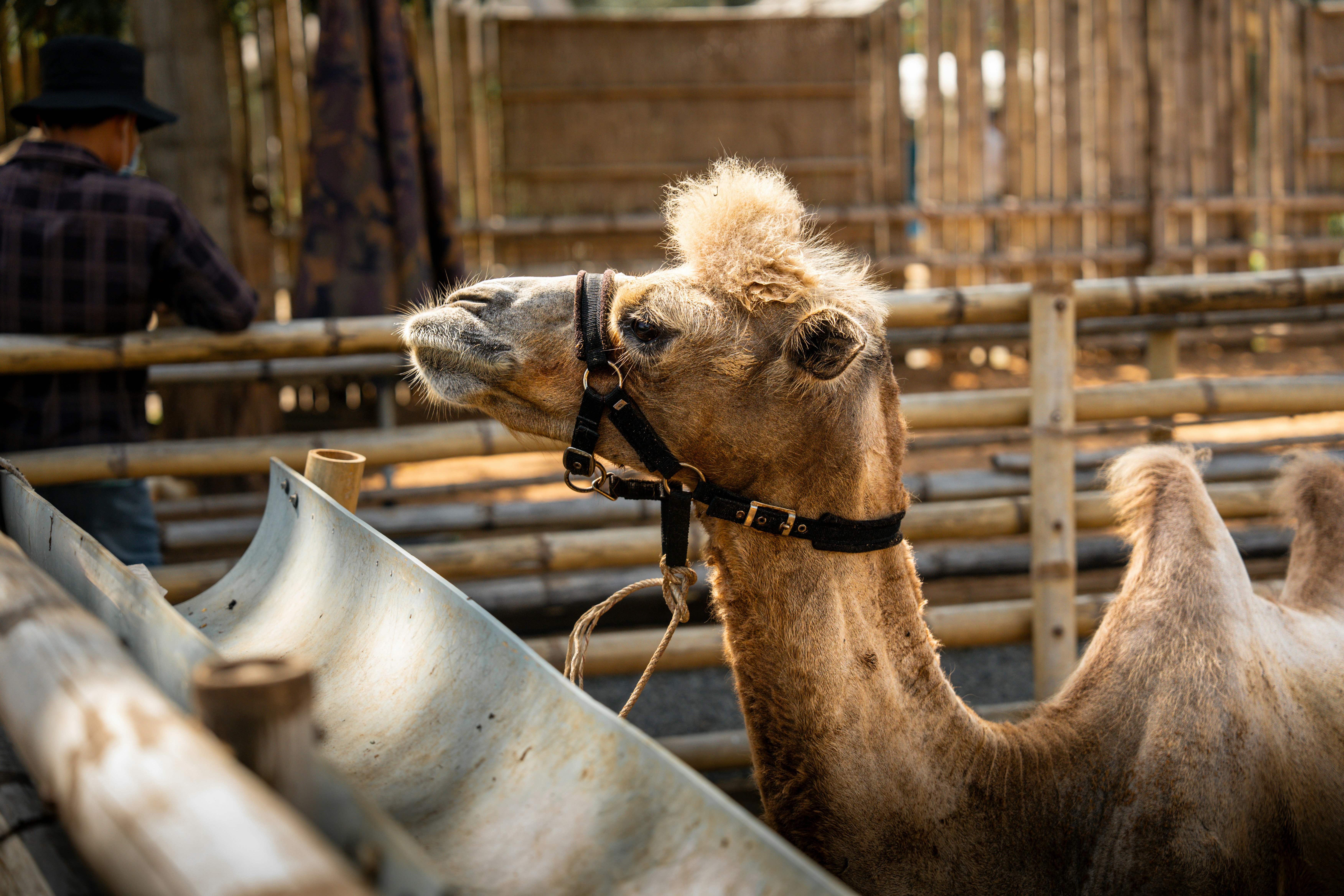 Sunlit Contemplation at the Rails: A Camel's Curious Gaze
