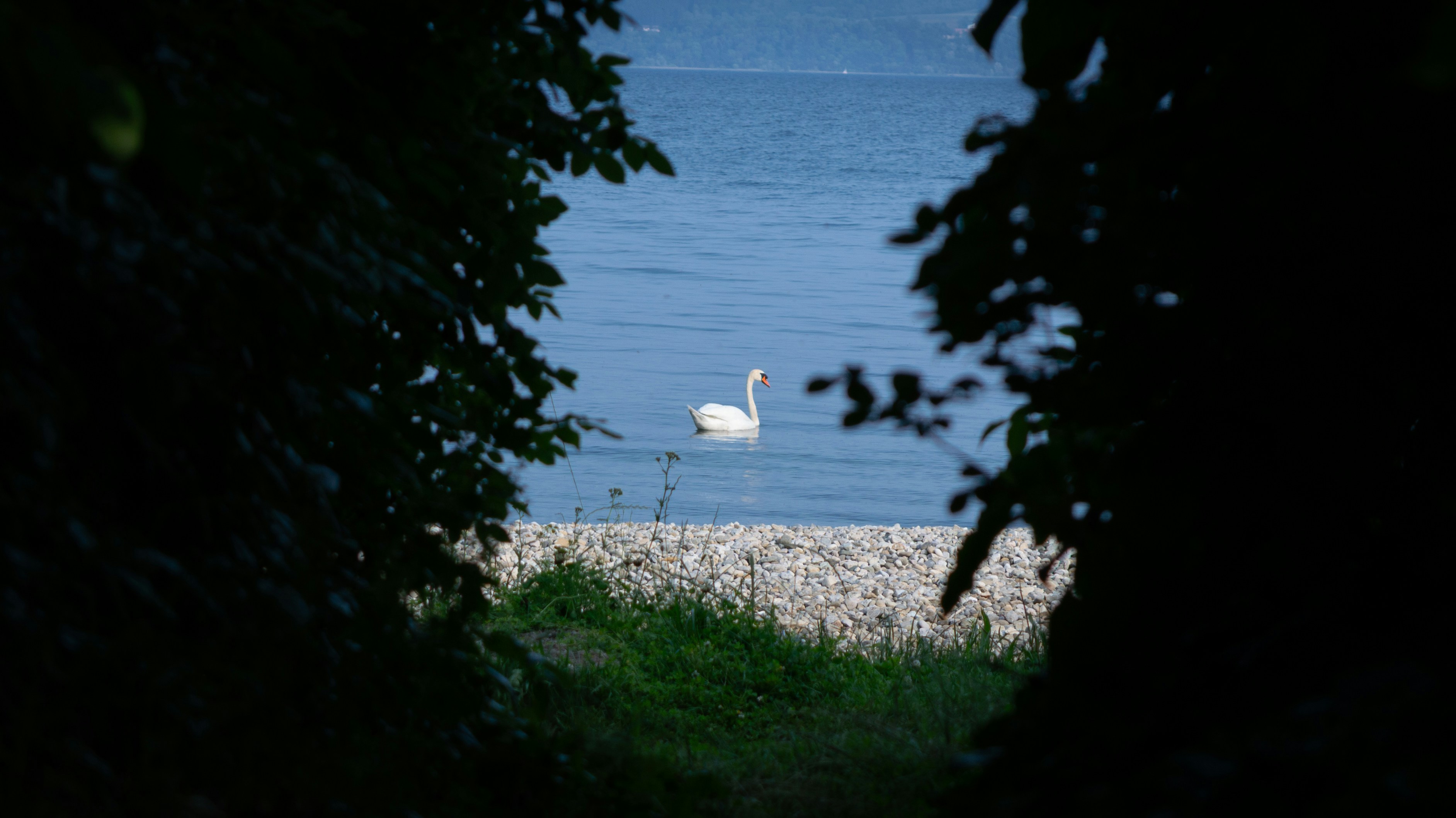 Serene Elegance: A Swan's Solitude