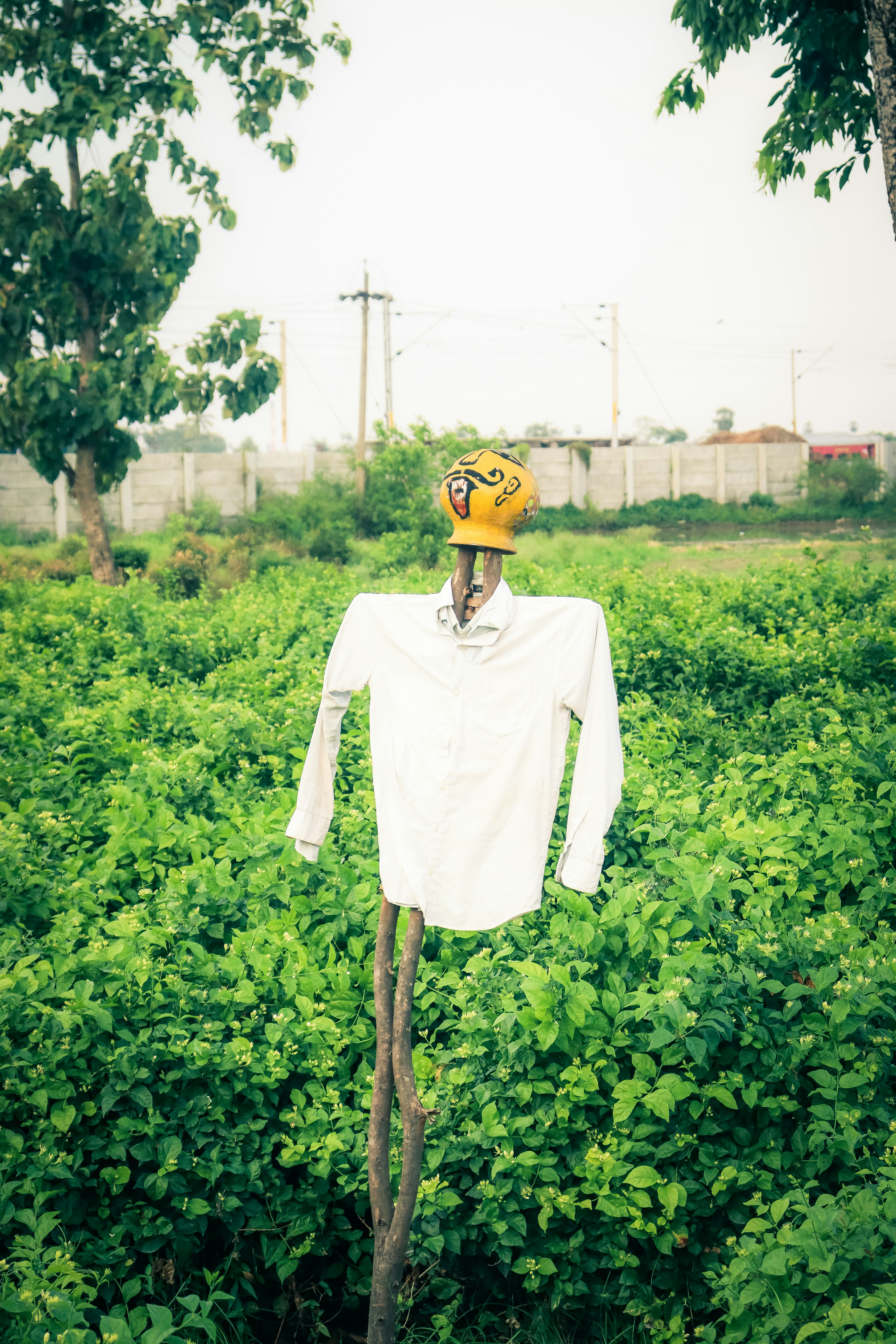 A scarecrow stands in the field.