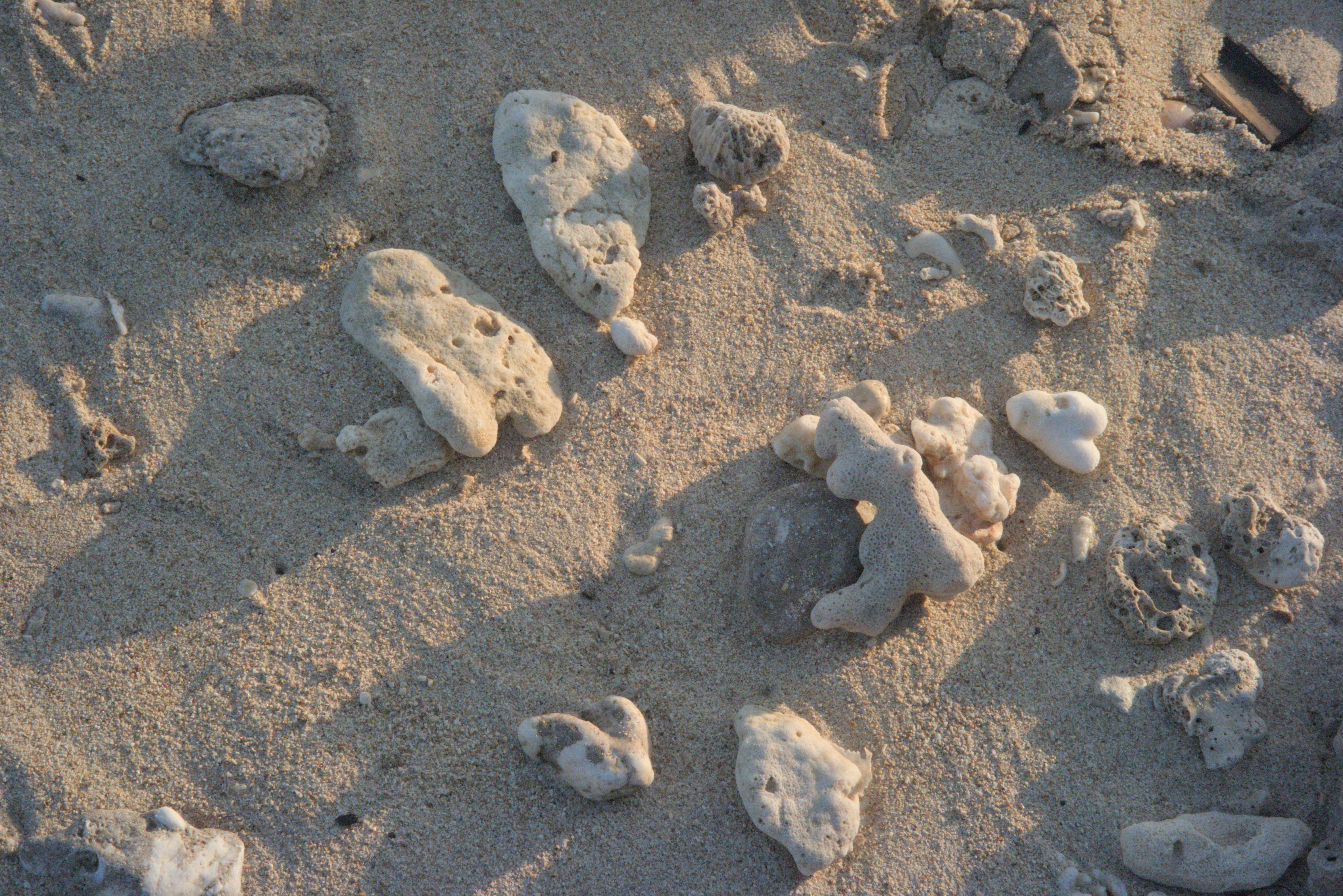 Whispers of the Shoreline: A Study in Textures