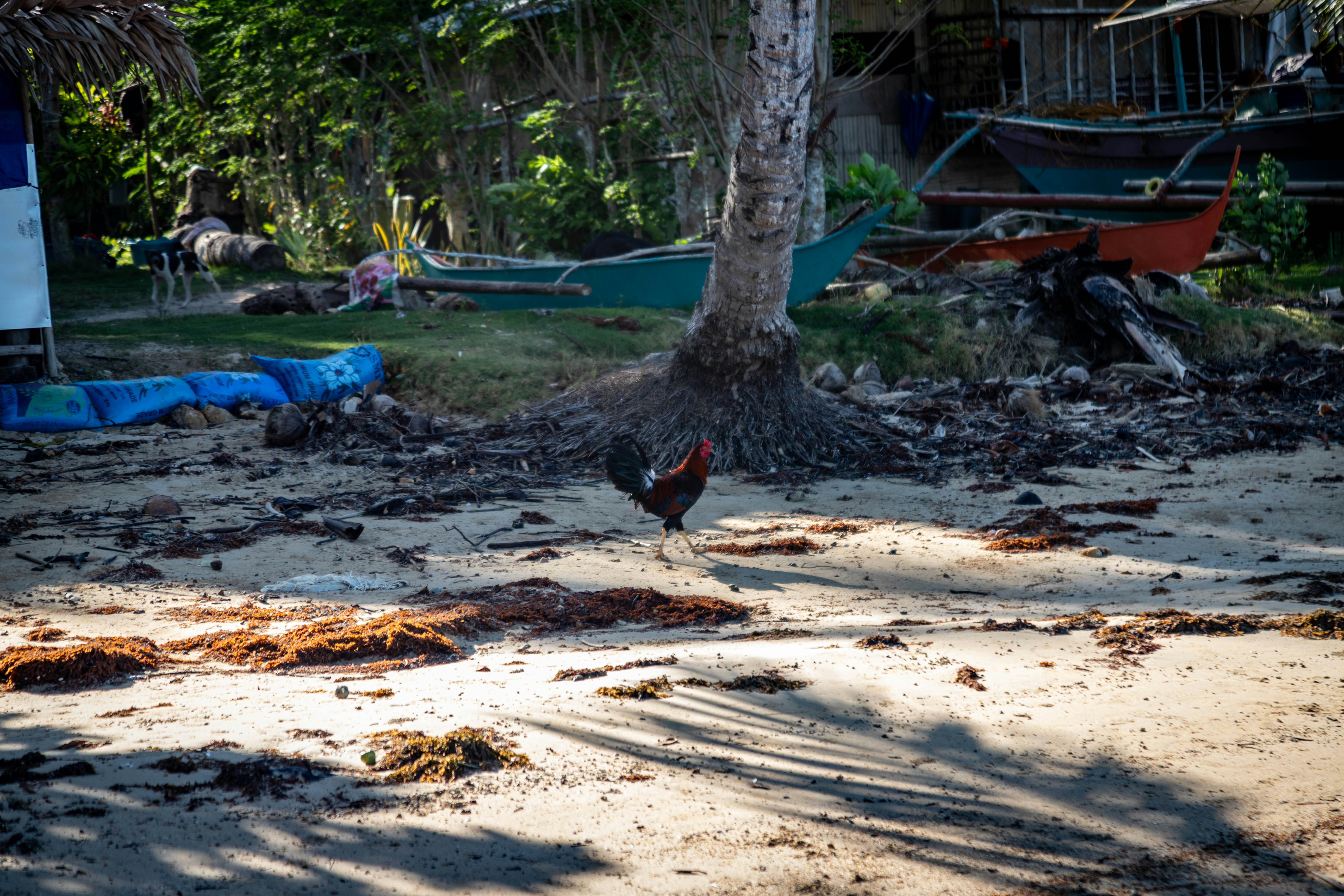 Roost by the Shore: A Rooster Beneath Dappled Beachlight