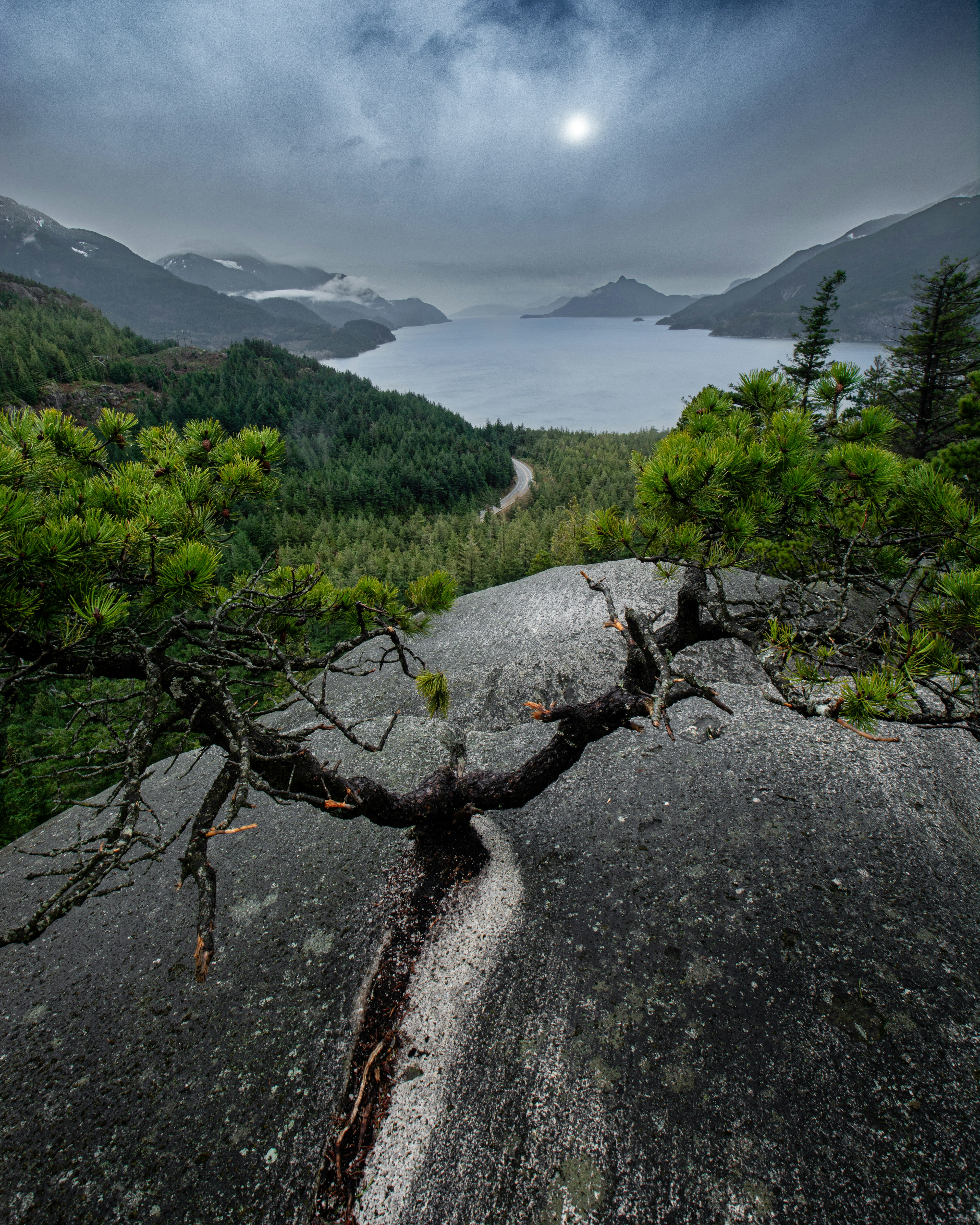 Nature's Resilience: A Rocky Overlook