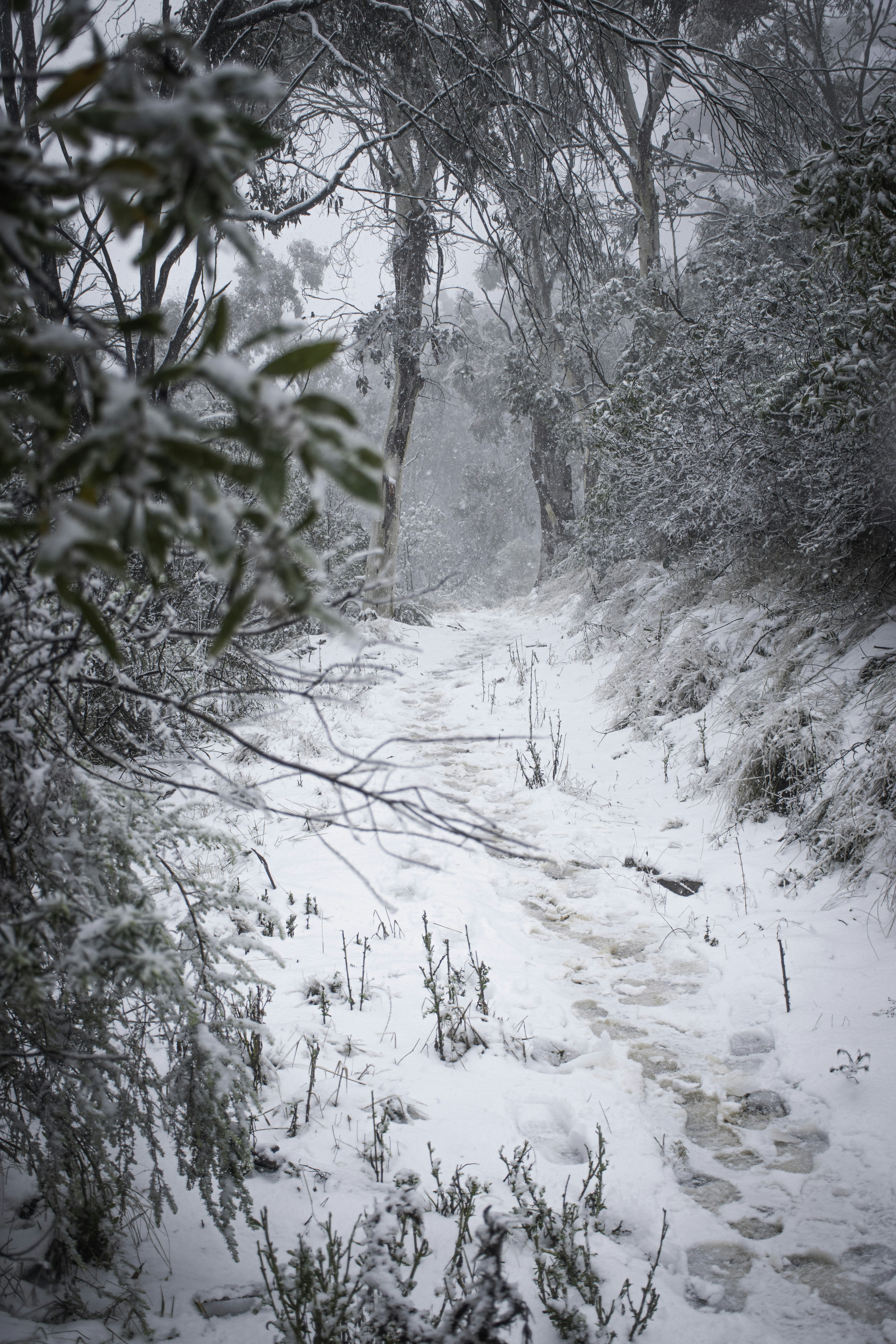 Footprints Through a Snow-White Corridor