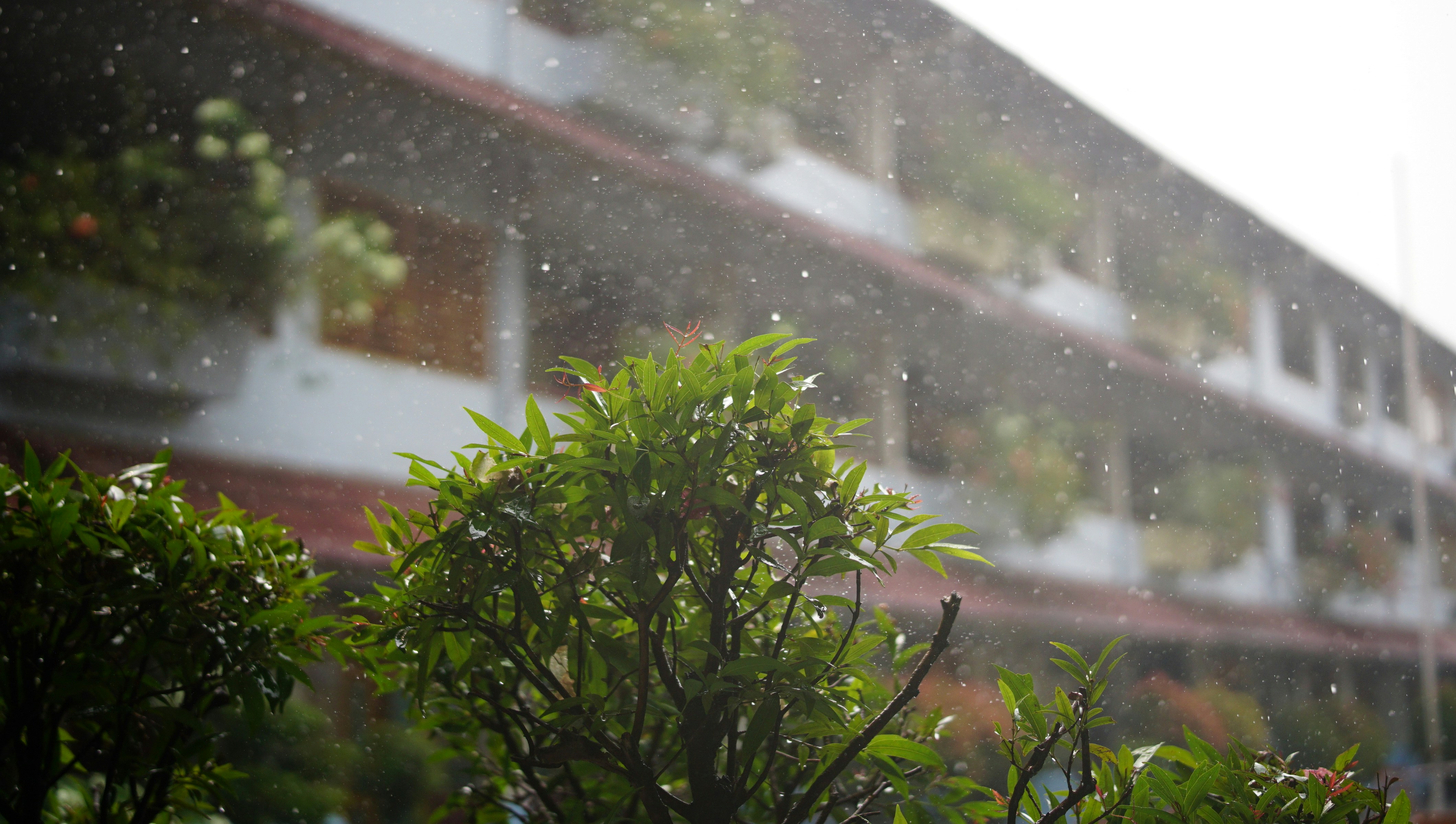 Whispers of Rain in Urban Serenity