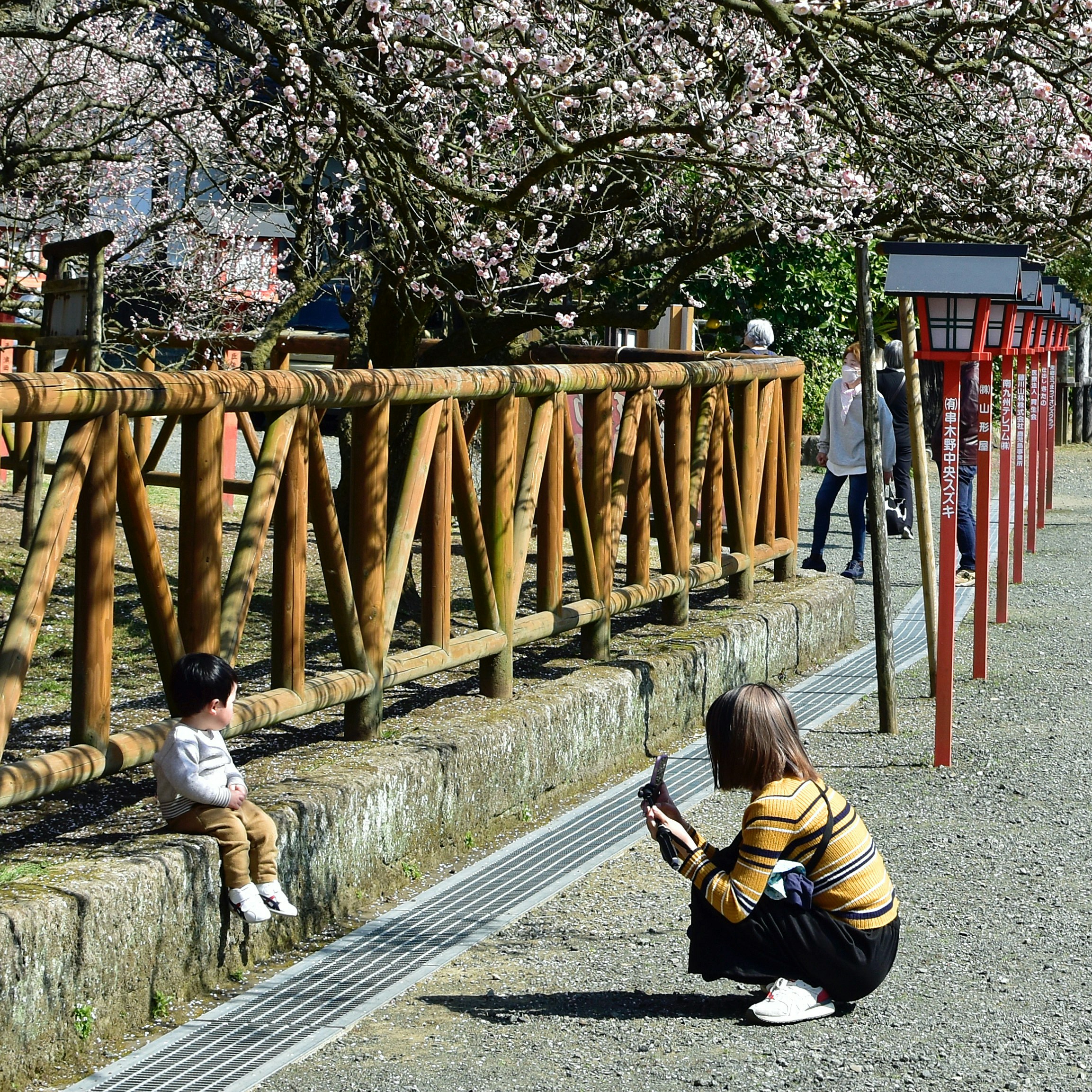 Woman takes a picture of a child under cherry blossoms.