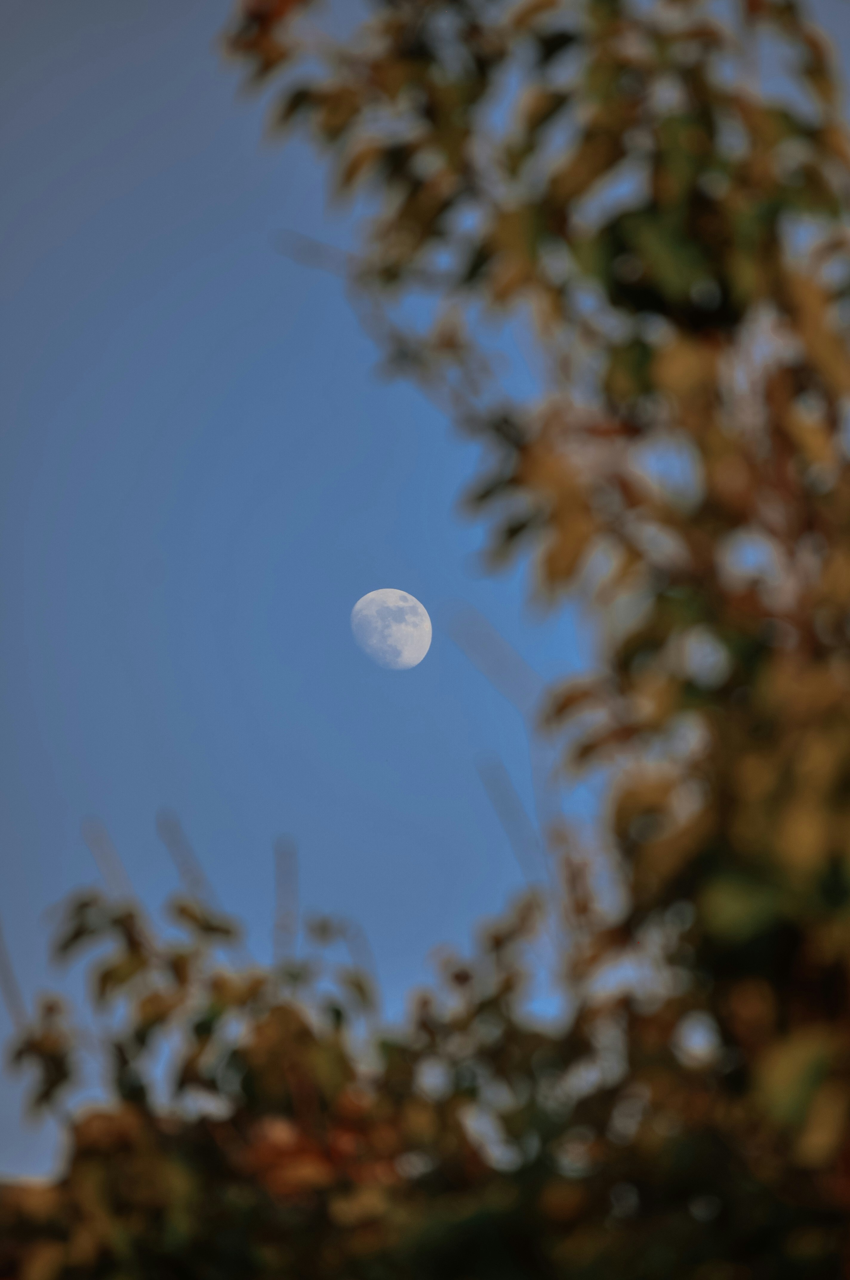 Evening sky and the moon | The moon shines in the blue sky.