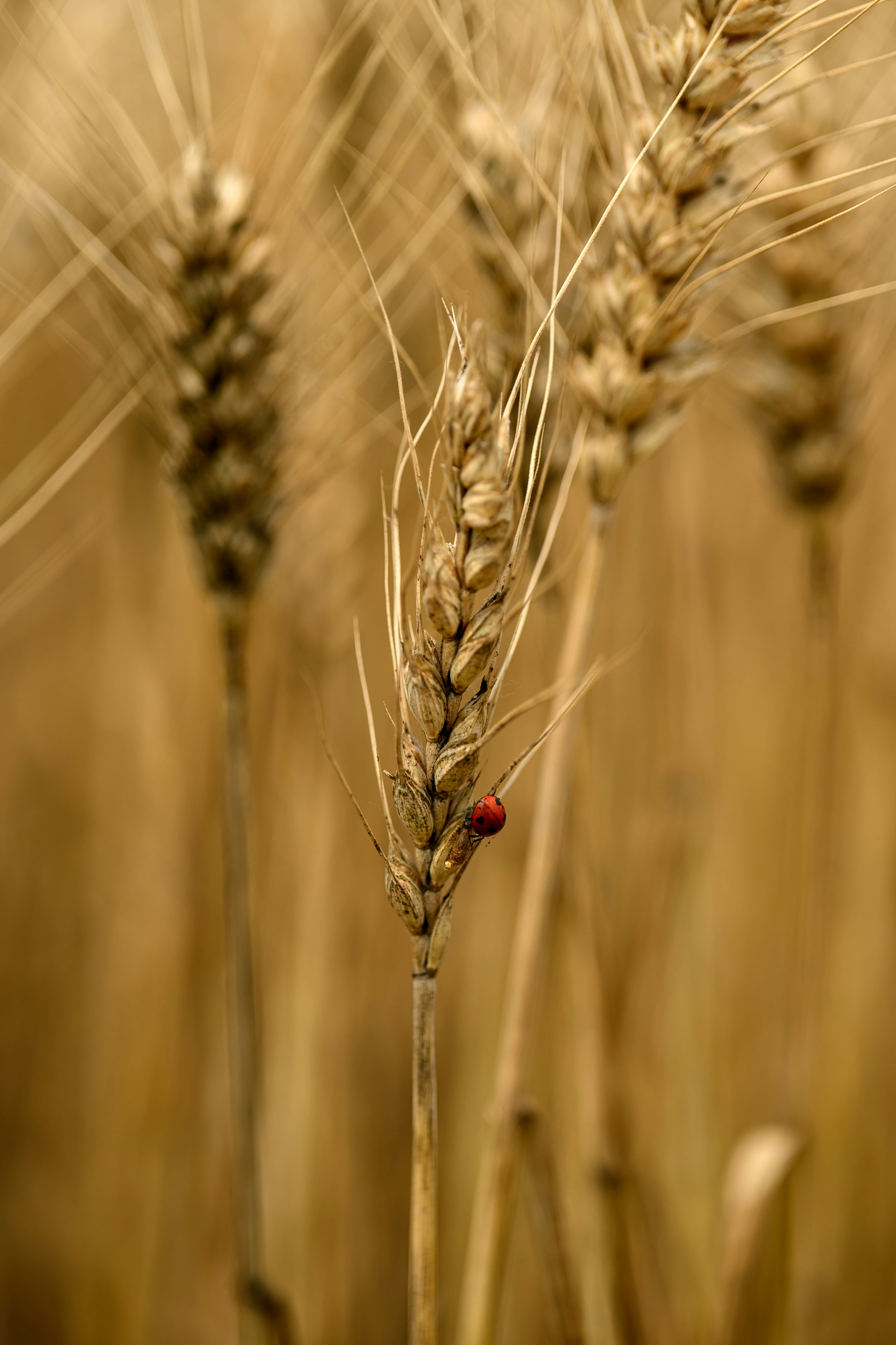 A Vibrant Contrast Amidst Golden Fields
