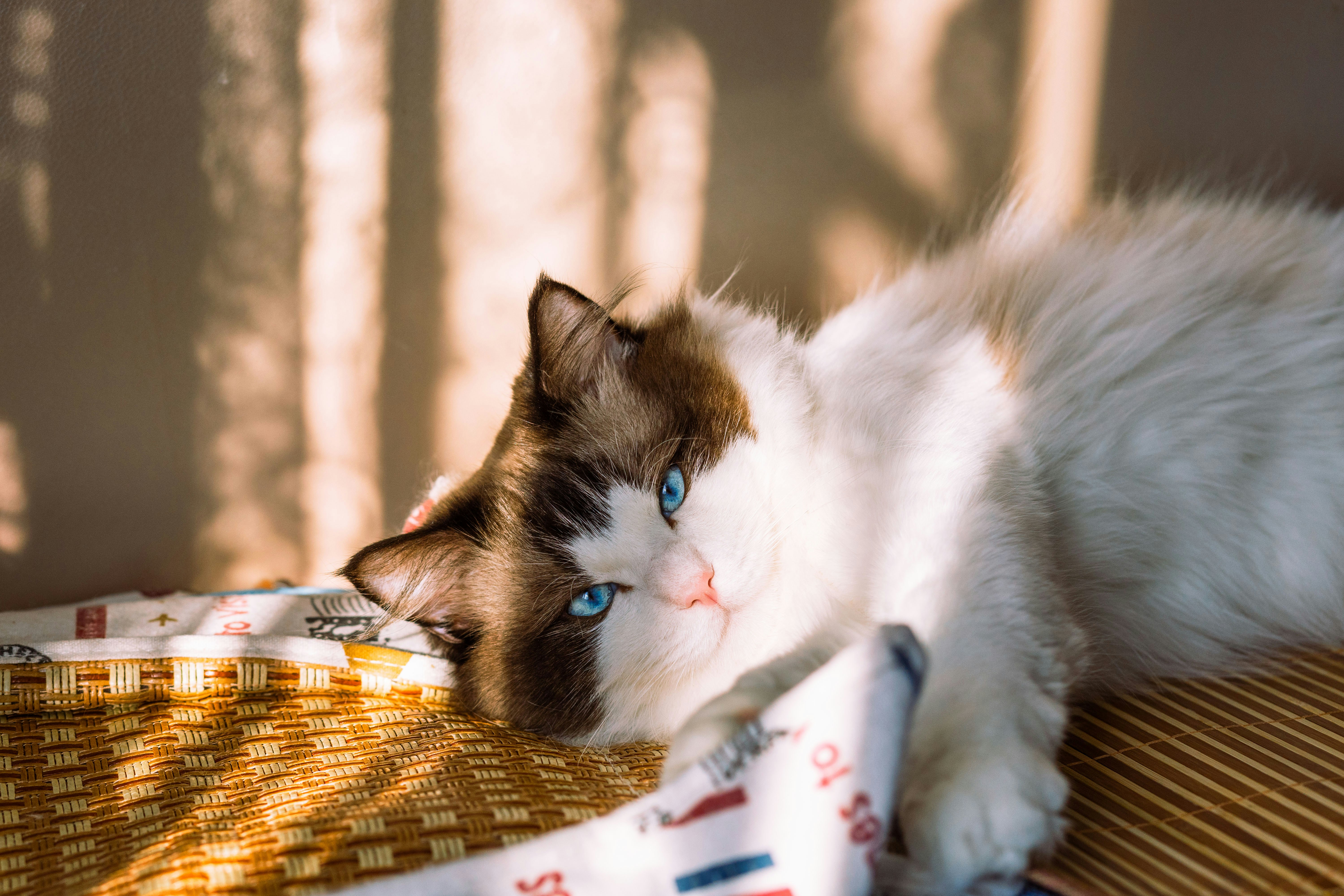 Blue-Eyed Tranquility: A Cat Soaks in Sunlight on a Woven Mat