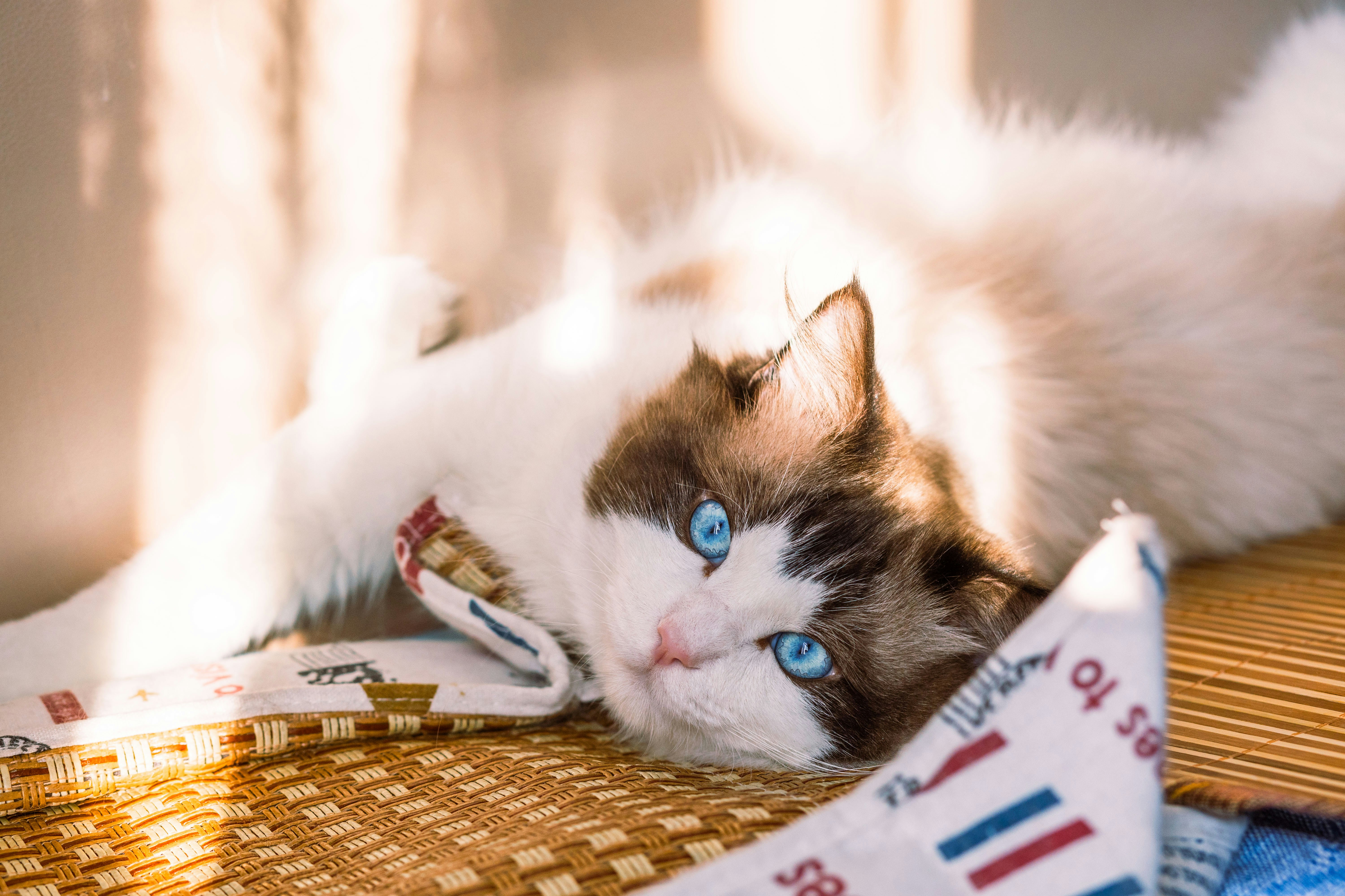 Whiskers in Sunlight: A Feline's Serenade
