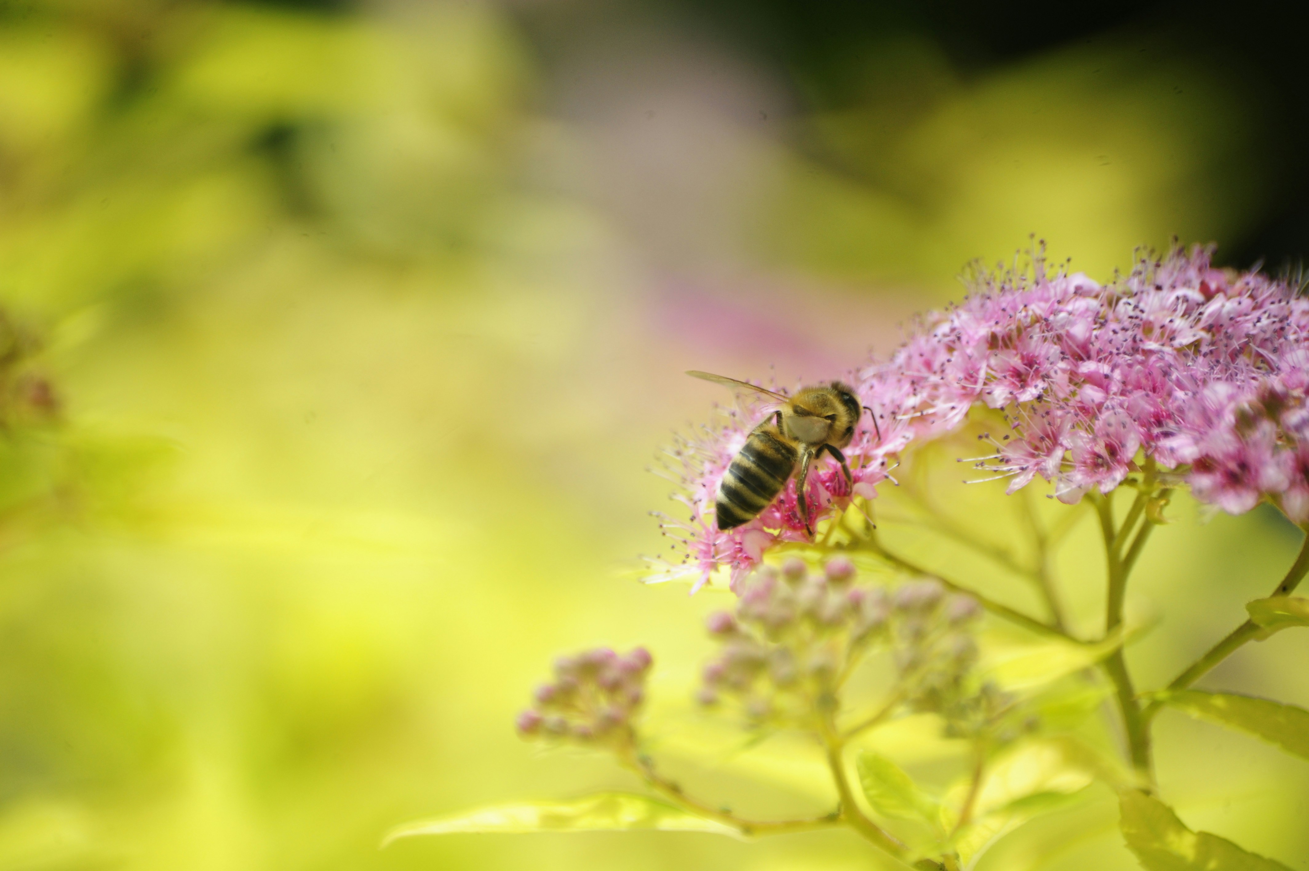 Photo by JOGsplash with Nikon D700