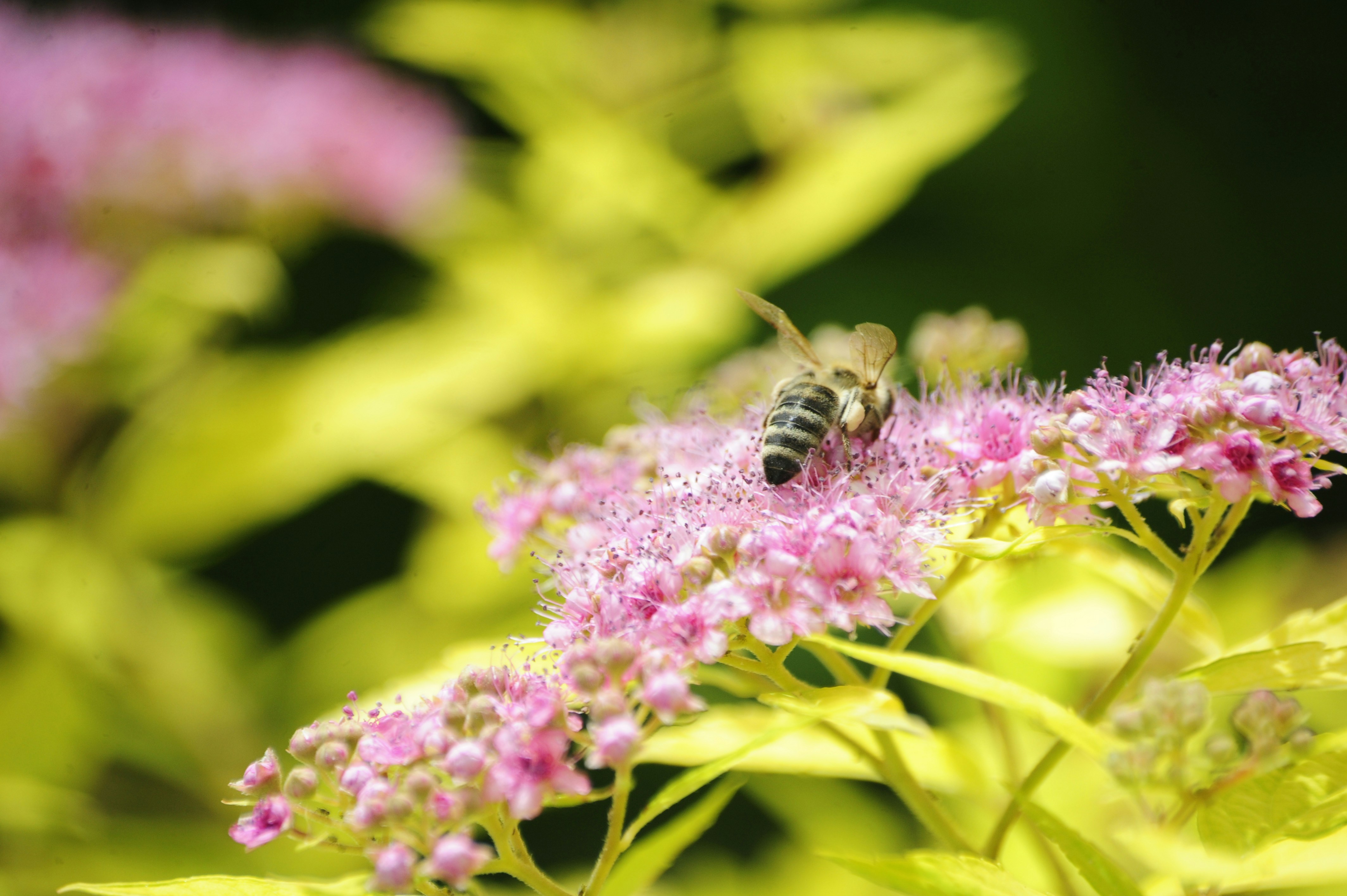 Photo by JOGsplash with Nikon D700