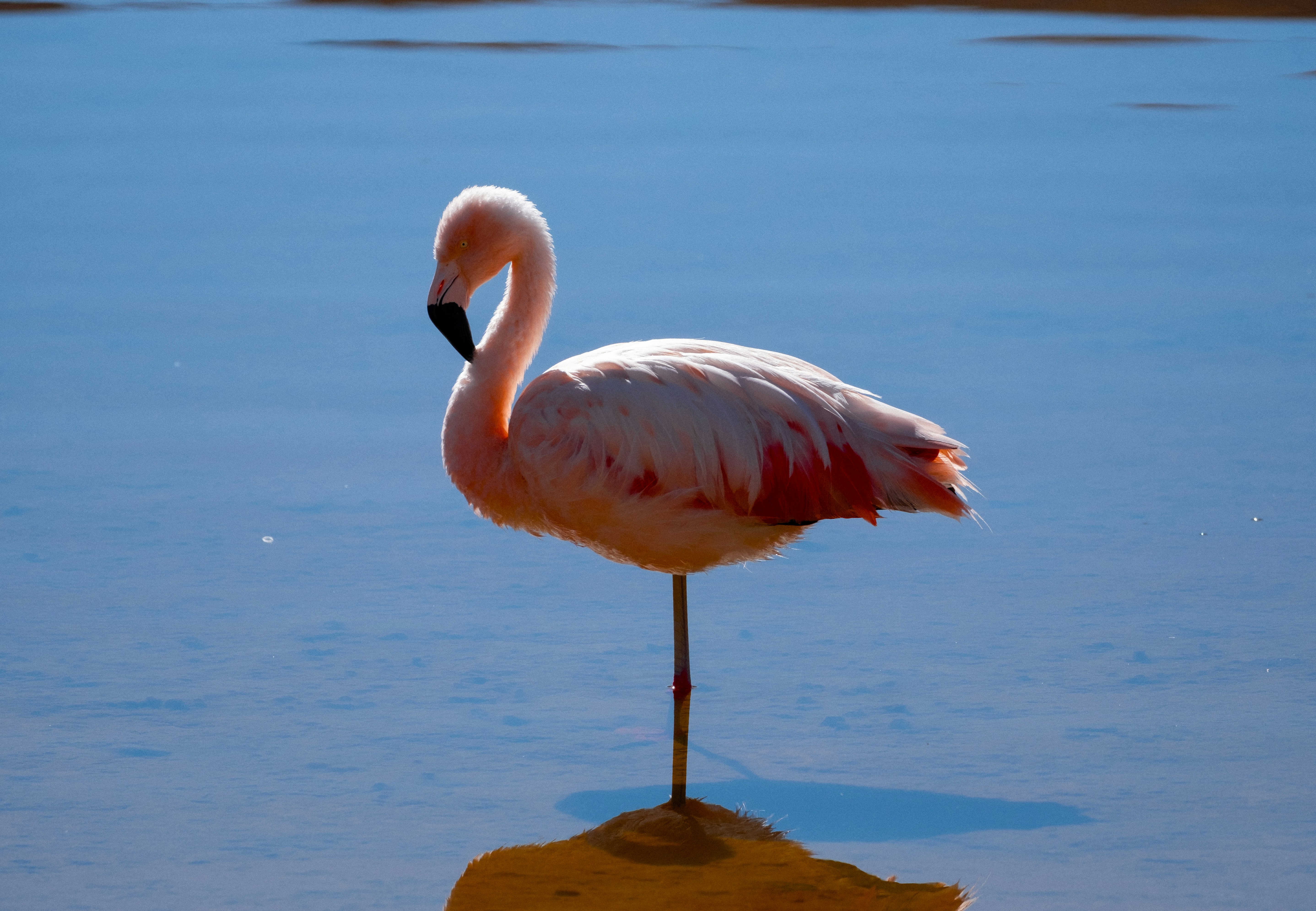 A flamingo stands in water.