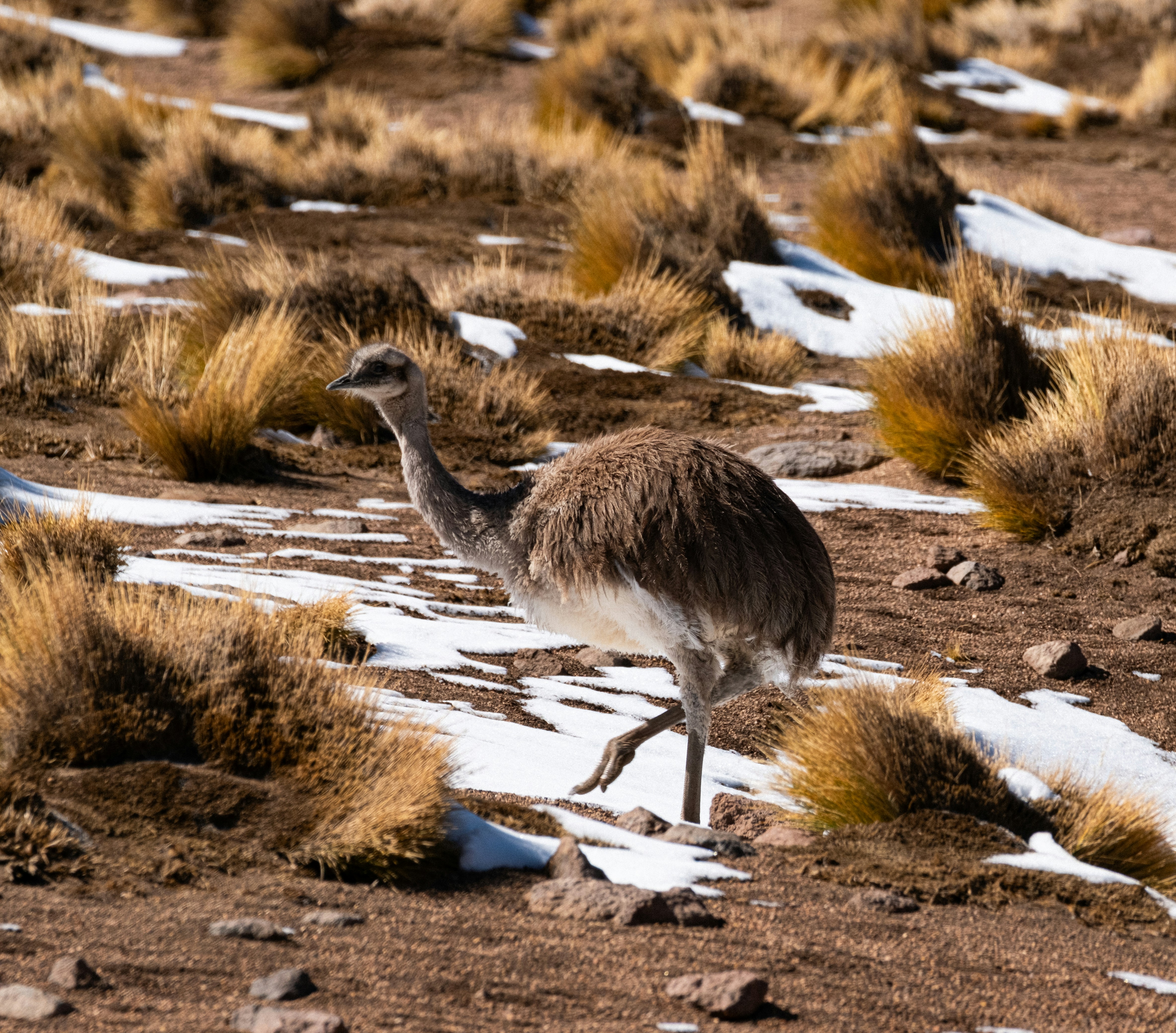 Desert-Dusted Rhea Traverses Snow-Pocked Tufted Plain