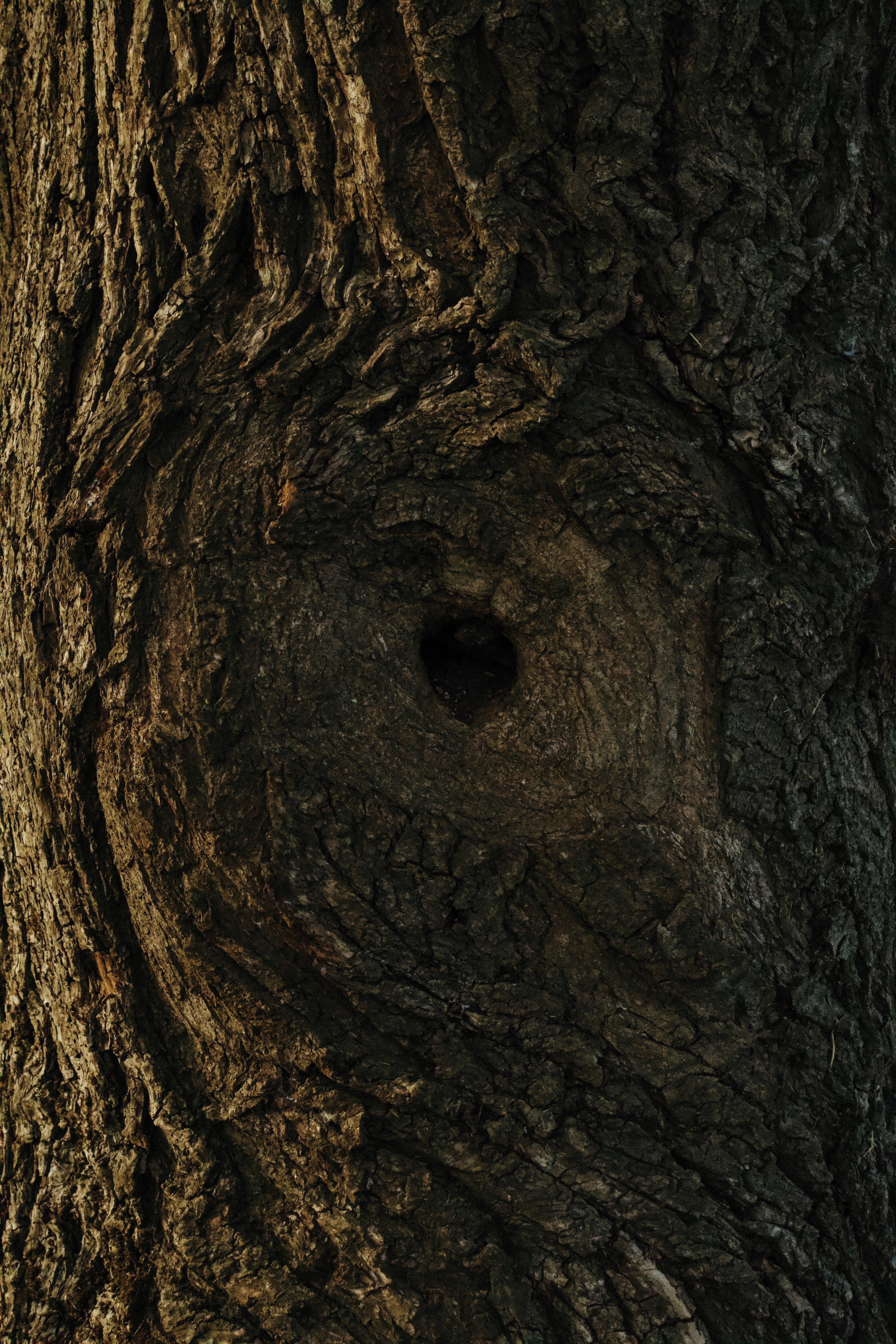 Center of Shadow: The Knot Hole in a Weathered Trunk