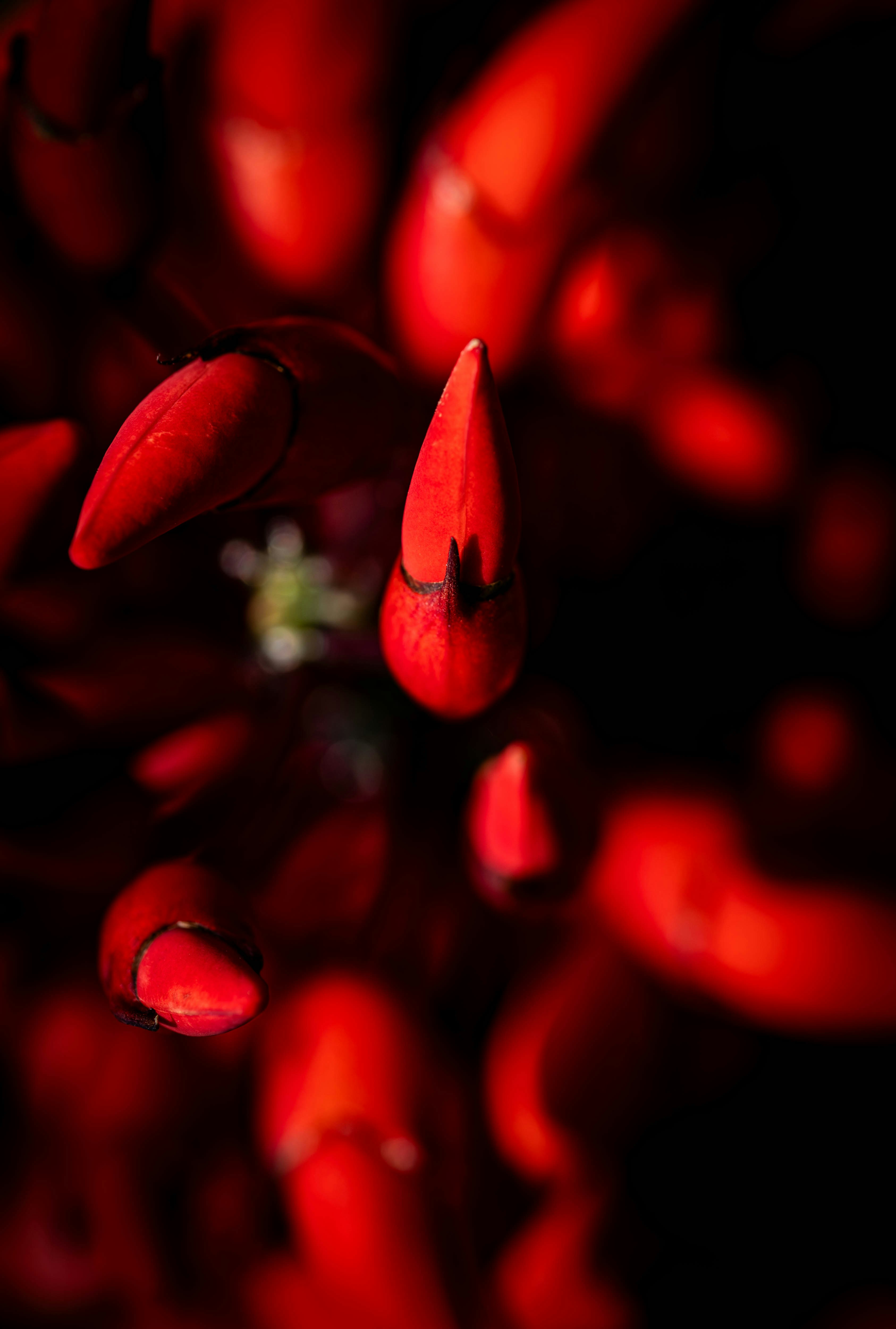 Crimson Curves: Nature's Artistry in Red