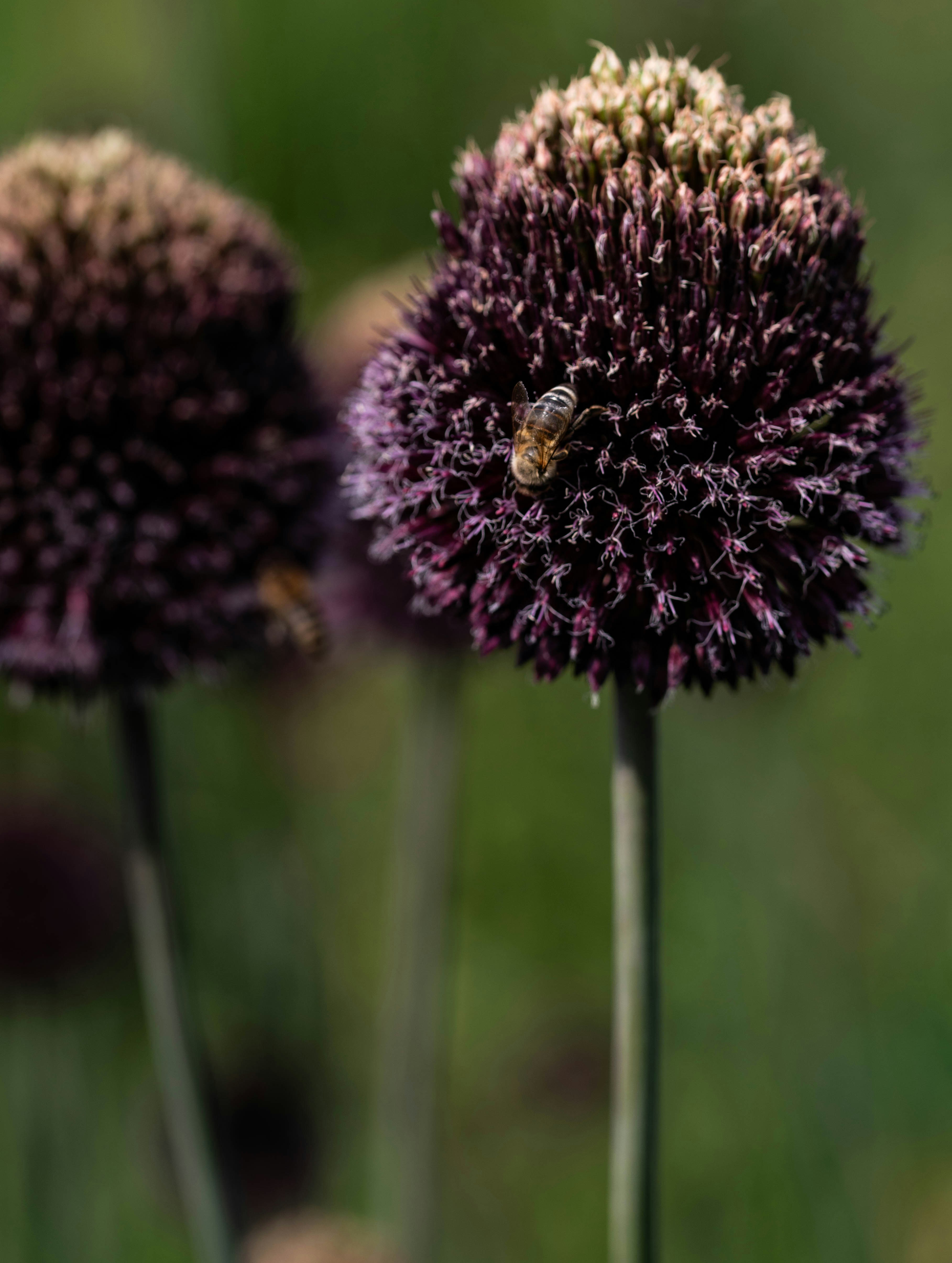 Bee on the Purple Allium Globe: a micro-world moment