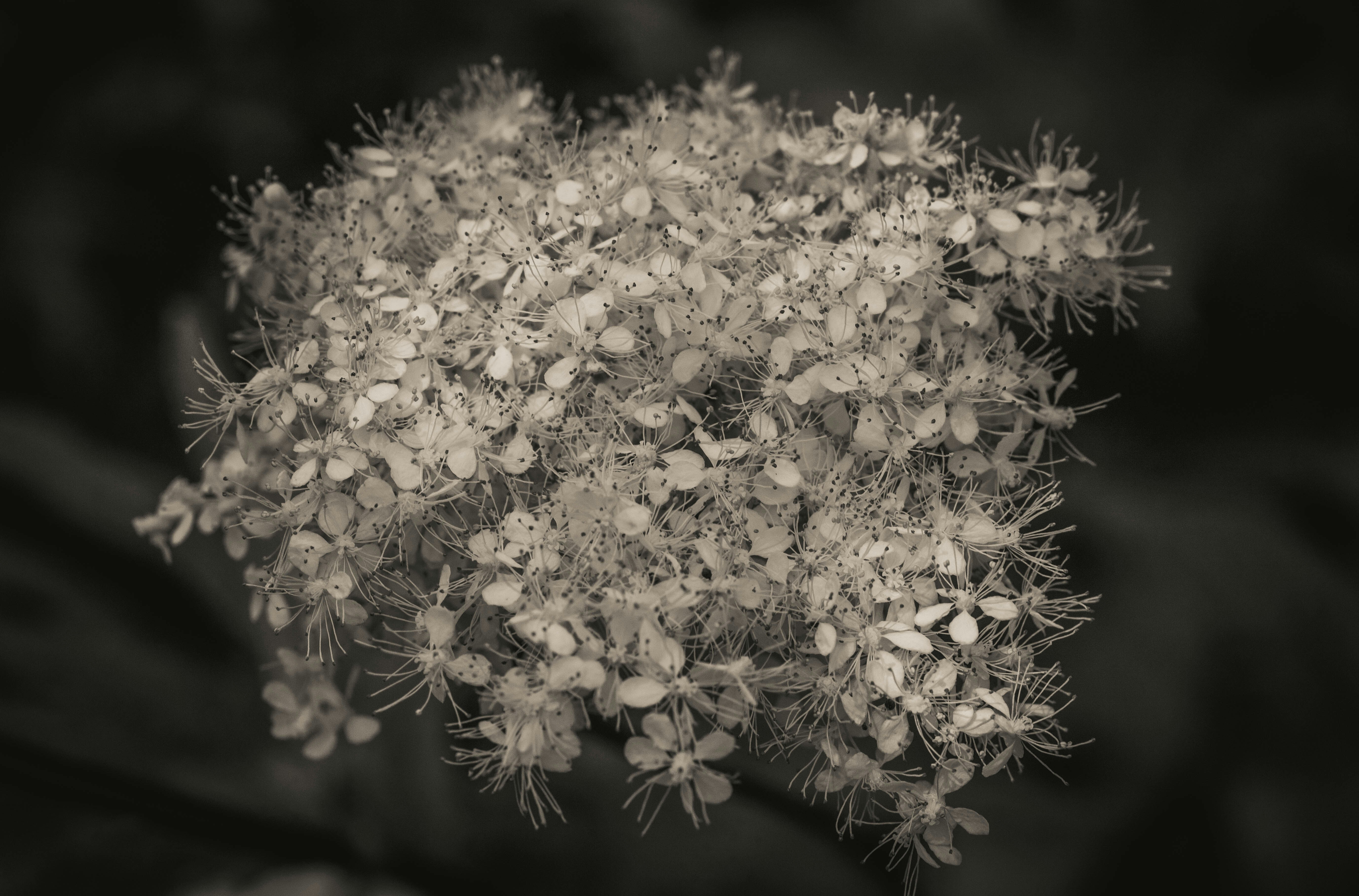 Delicate cluster of white flowers with intricate details against a dark backdrop, showcasing nature's artistry.