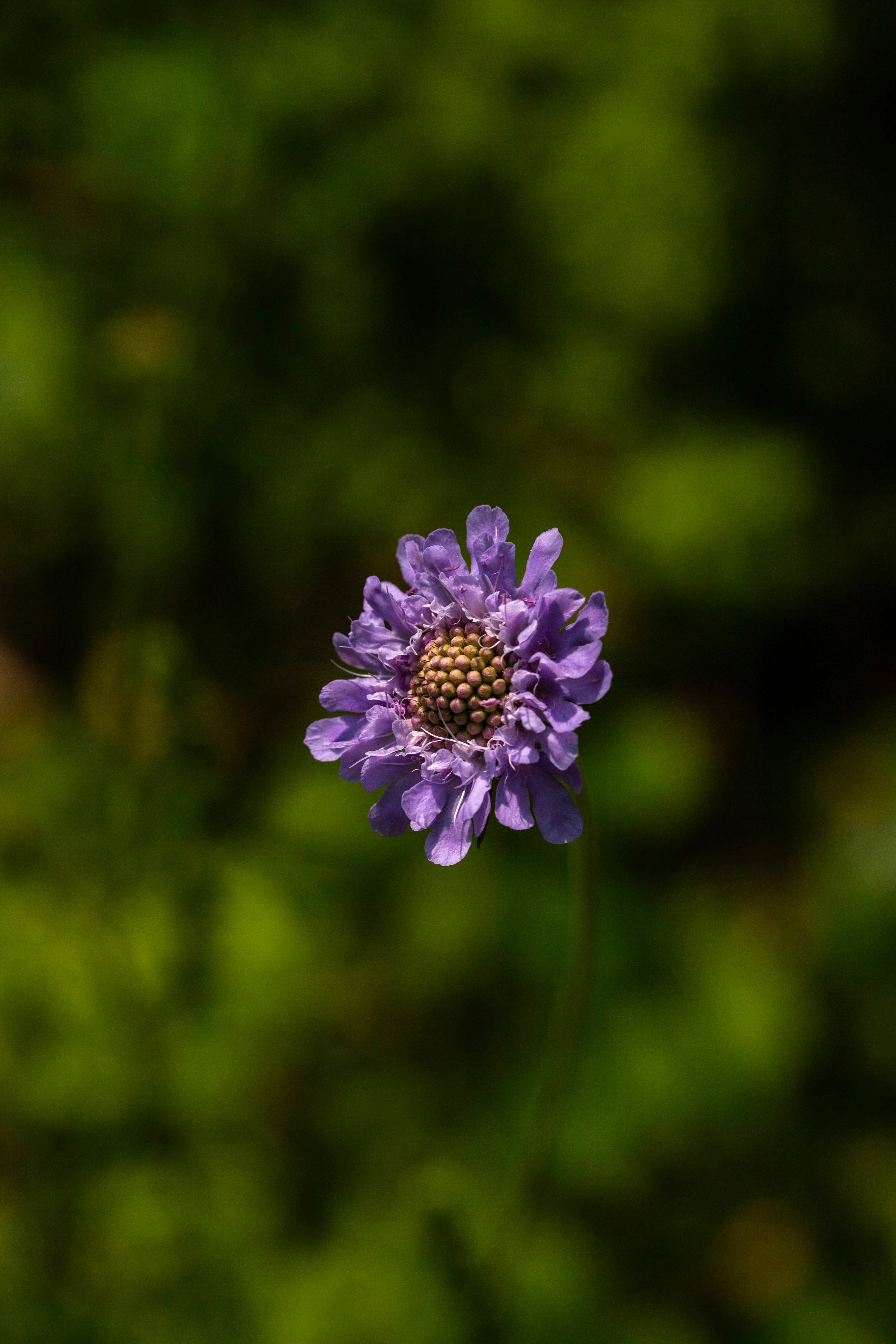 Solitary Purple Pincushion: a Moment of Focus Amid Green