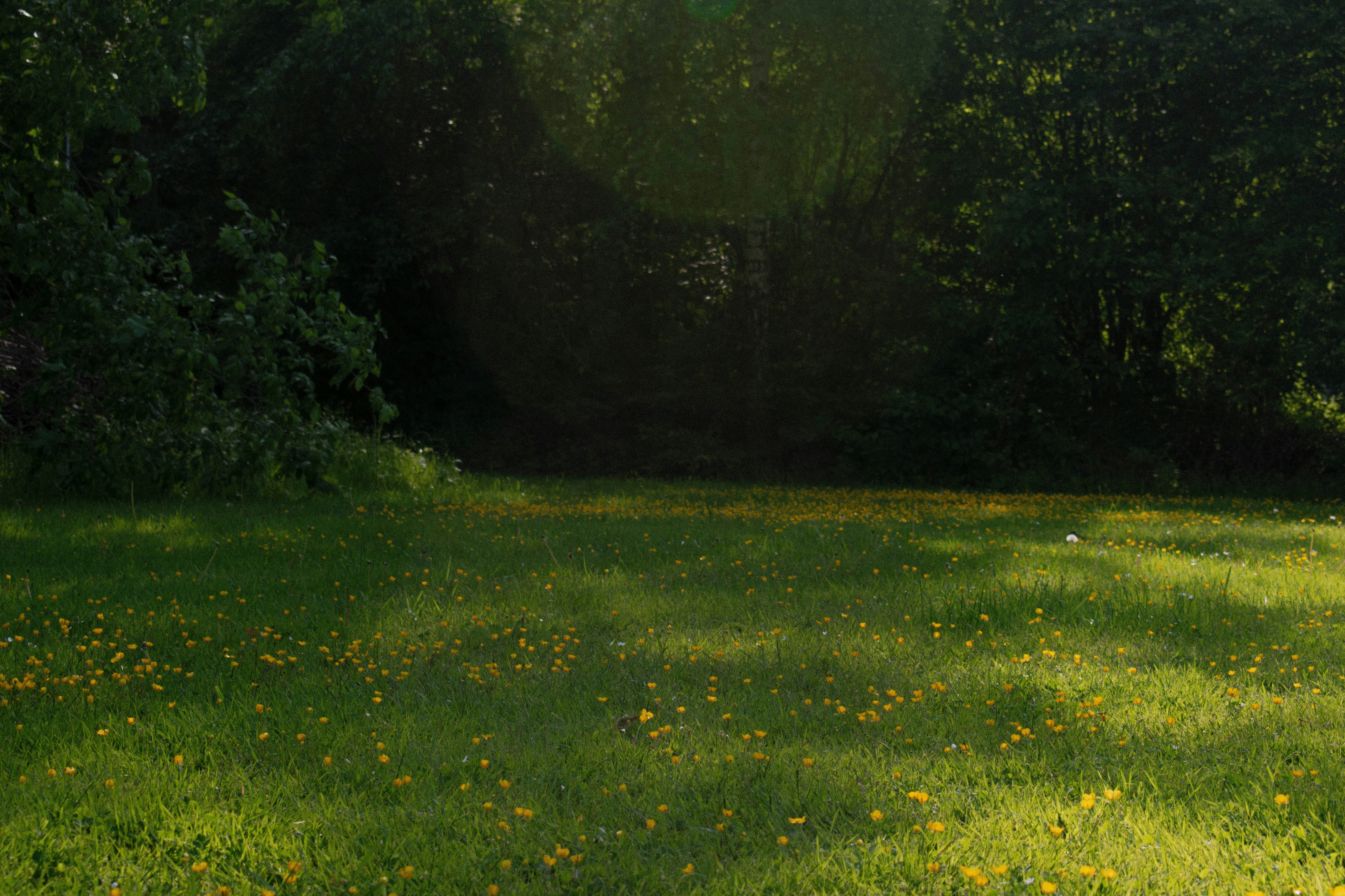 Vibrant yellow wildflowers blanket a sunlit meadow, bordered by lush greenery and dappled shadows. 